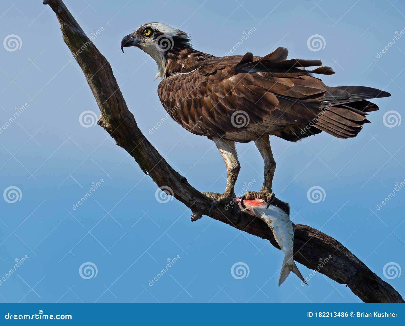 Osprey Holding Fish On The Trunk Of A Dead Palm Tree Stock Image ...