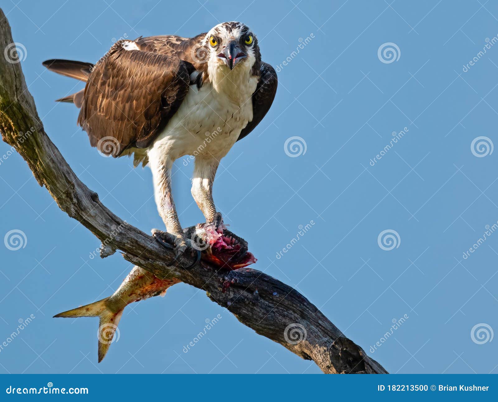 Osprey with Fish stock photo. Image of watchful, blood - 182213500