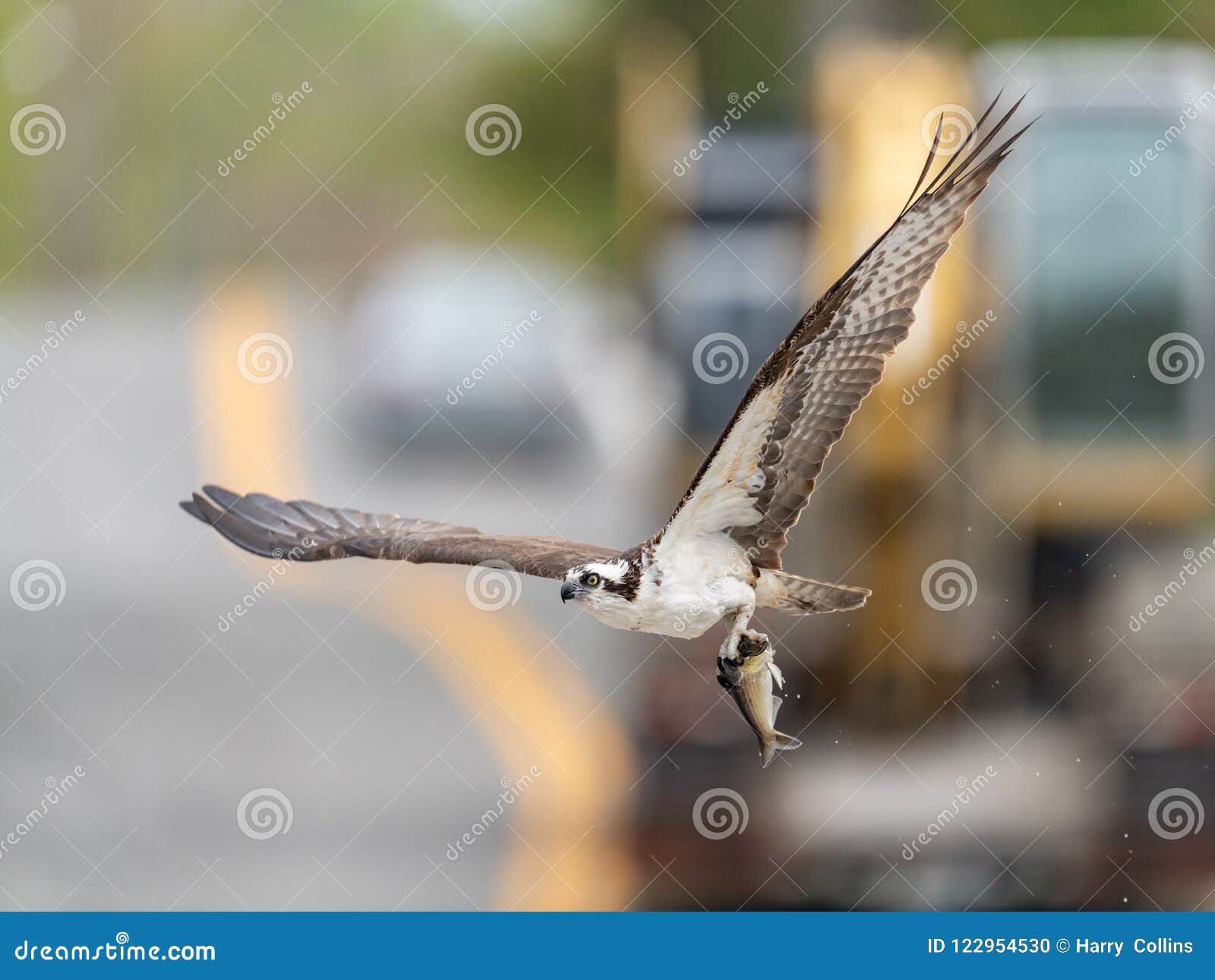 Osprey fishing in water stock photo. Image of delaware - 122954530