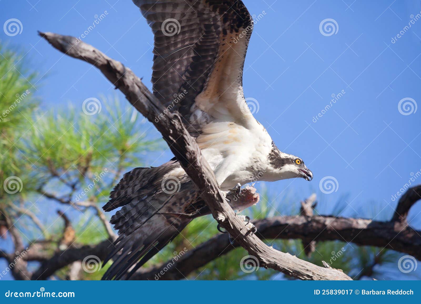 Osprey Flapping Wings Holding Fish Stock Image - Image of nature ...