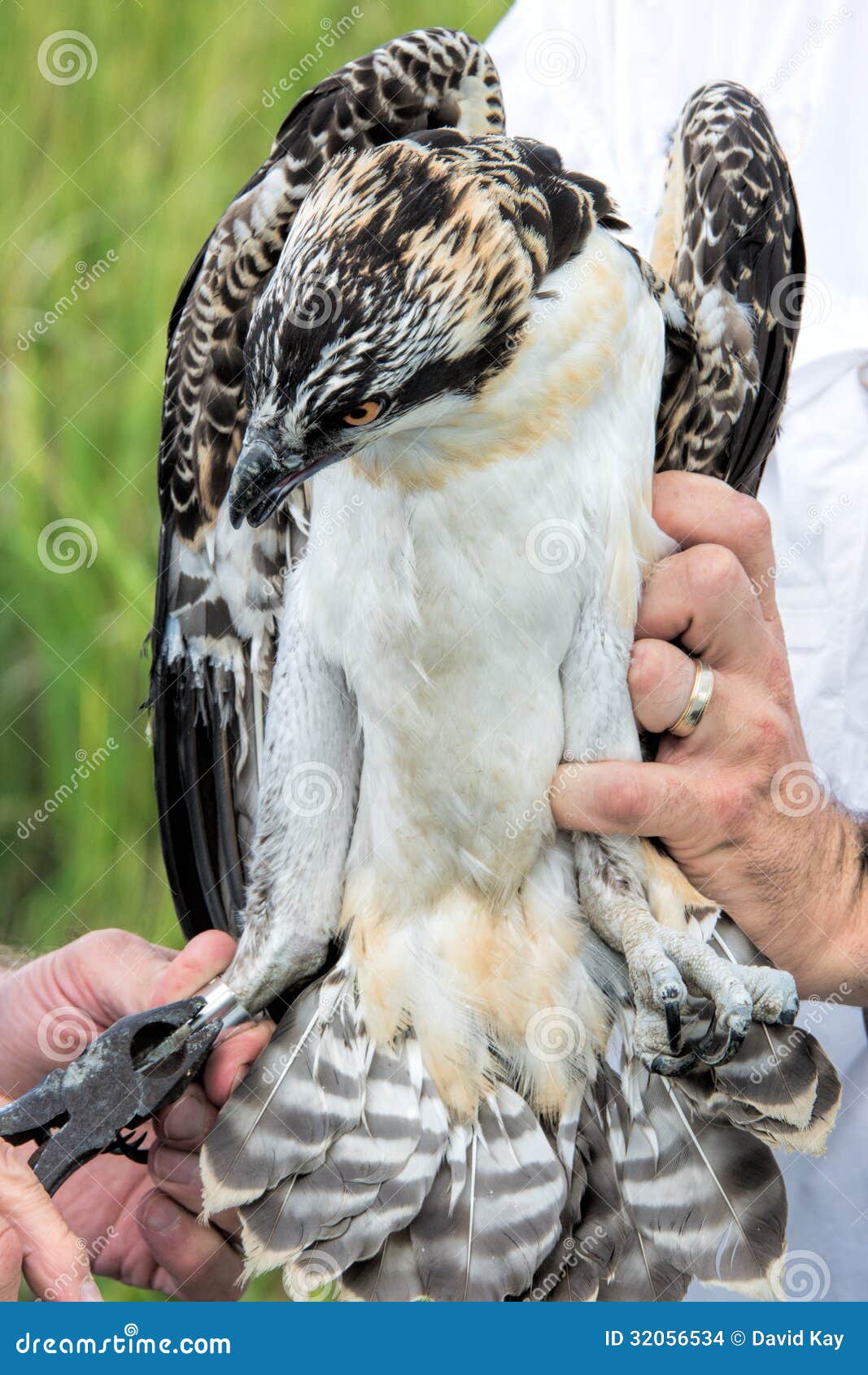 Osprey Fledgling stock photo. Image of hand, osprey, beak - 32056534