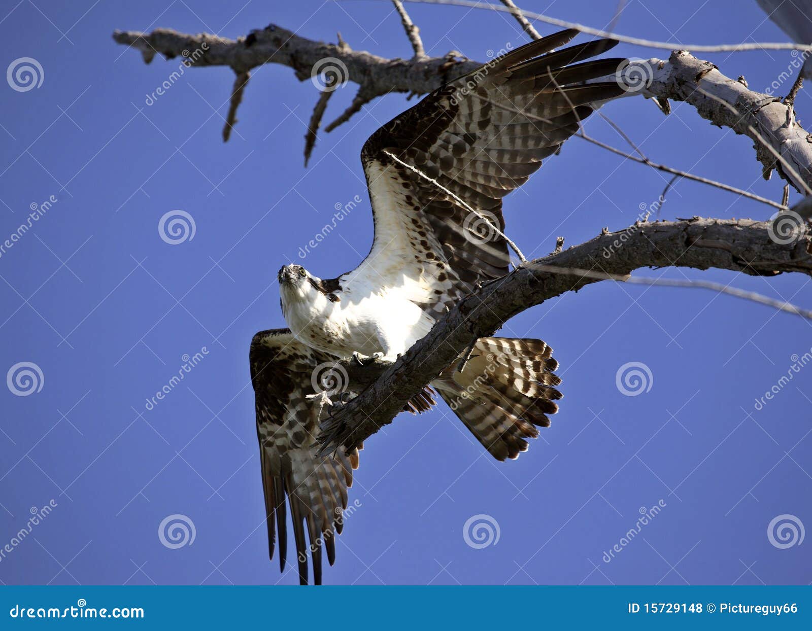 Osprey in flight stock photo. Image of flying, branch - 15729148
