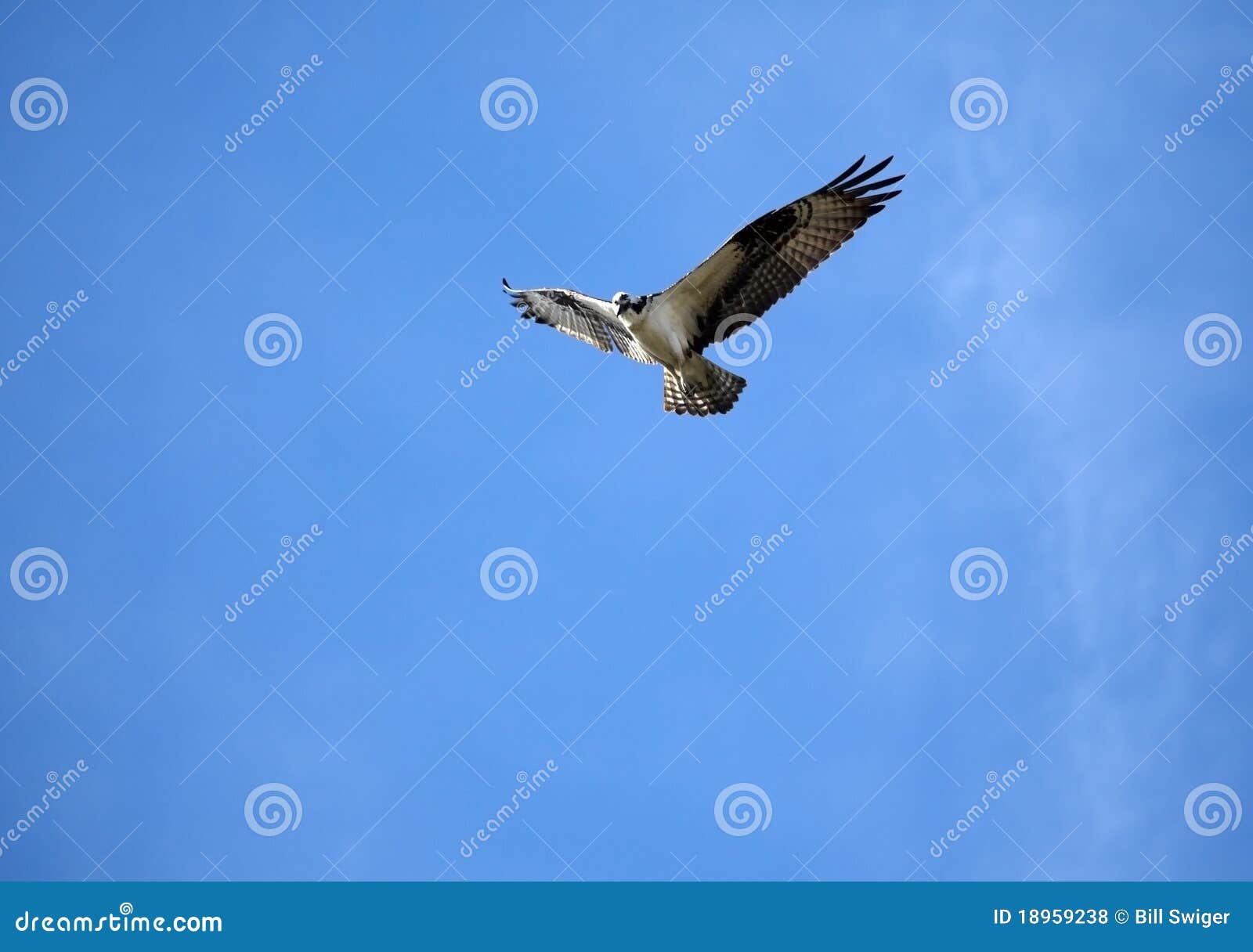 Osprey in Flight stock photo. Image of wildlife, osprey - 18959238