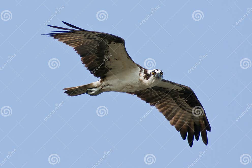 Osprey in Flight stock photo. Image of feather, flight - 21009844