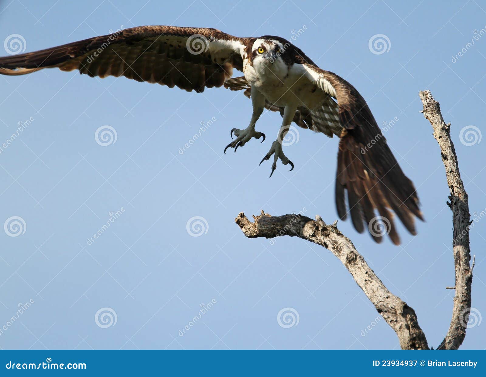 Osprey in Flight stock image. Image of fish, raptor, florida - 23934937