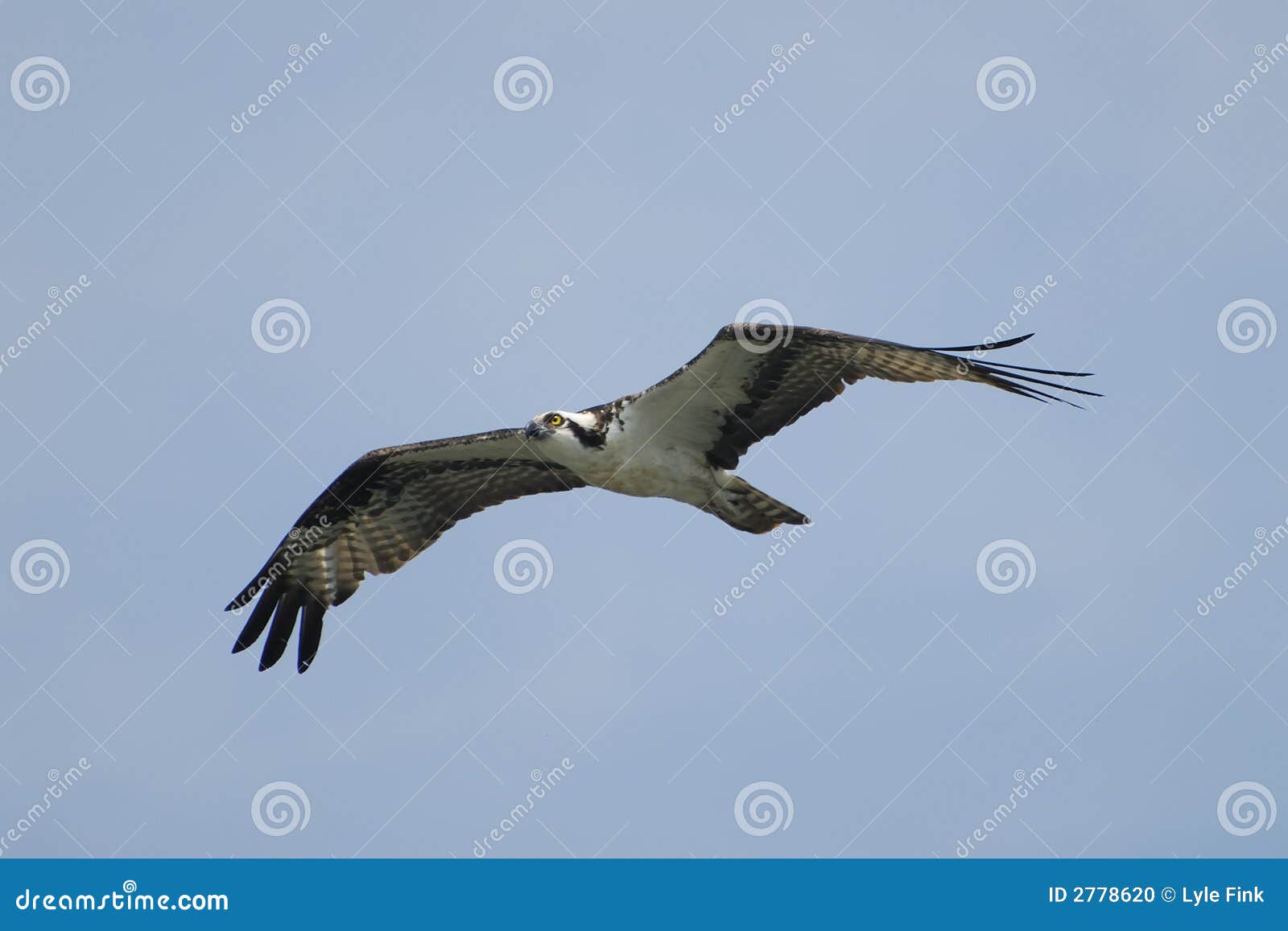 Osprey in Flight stock photo. Image of avian, waterfowl - 2778620