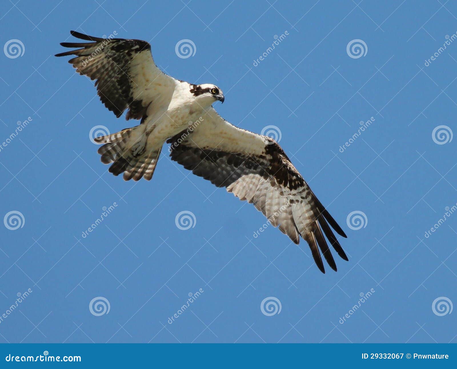 Osprey in Flight stock image. Image of wildlife, outdoor - 29332067