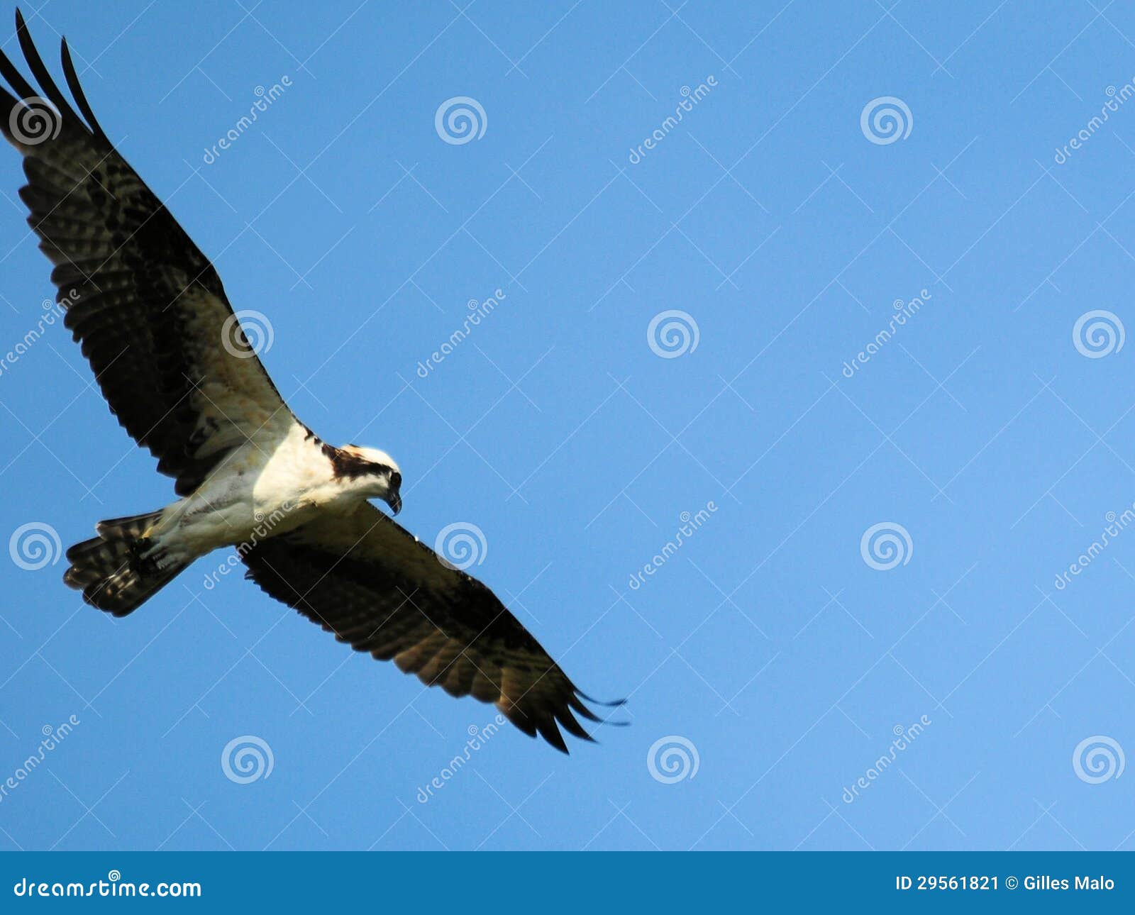 Osprey in flight stock image. Image of bill, flight, hawk - 29561821