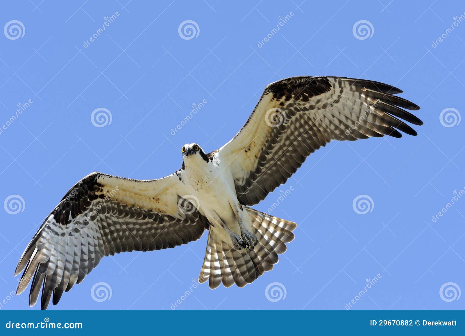 Osprey in flight stock photo. Image of wingspan, plumage - 29670882