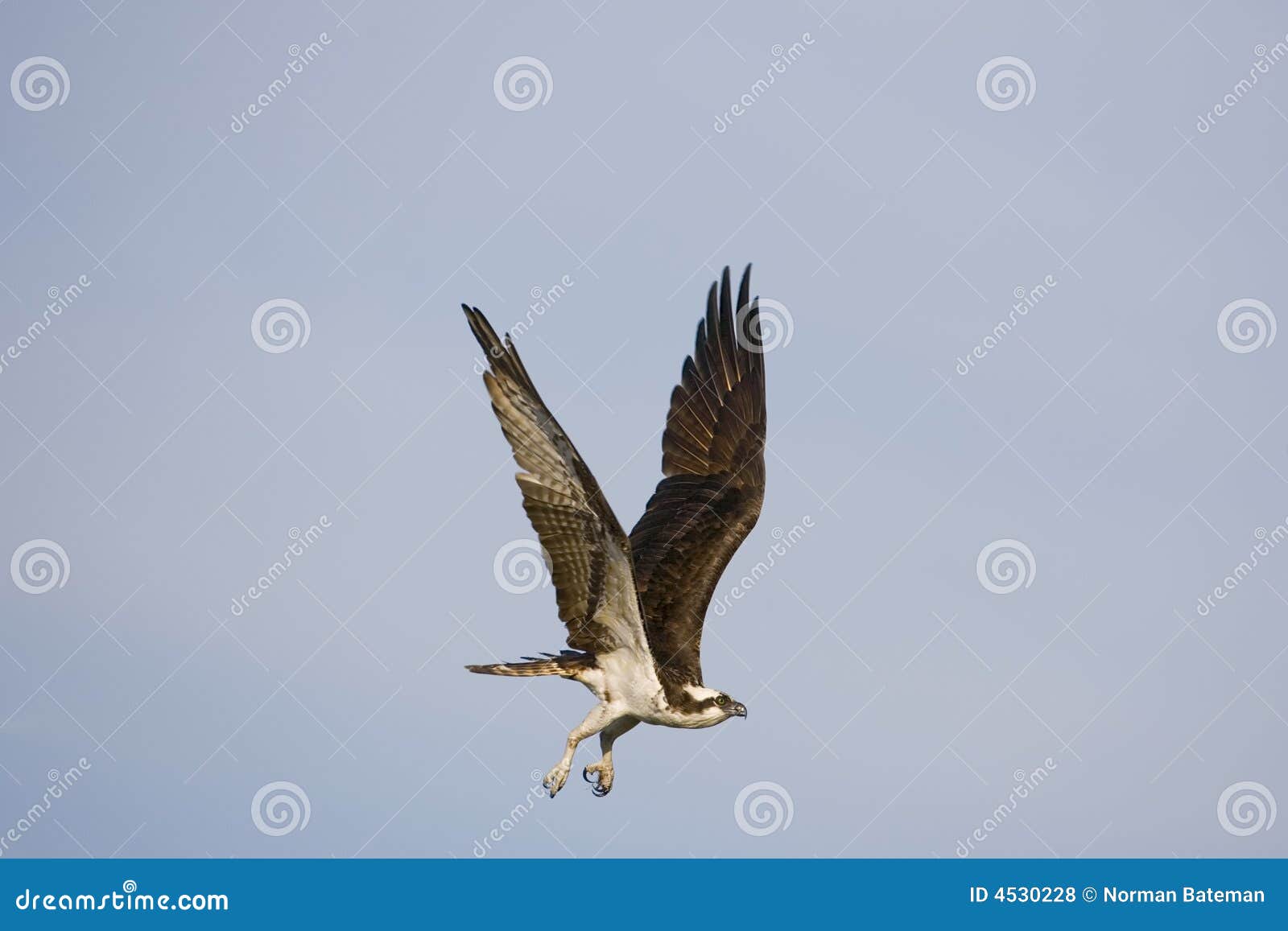 An Osprey in flight stock photo. Image of nesting, osprey - 4530228