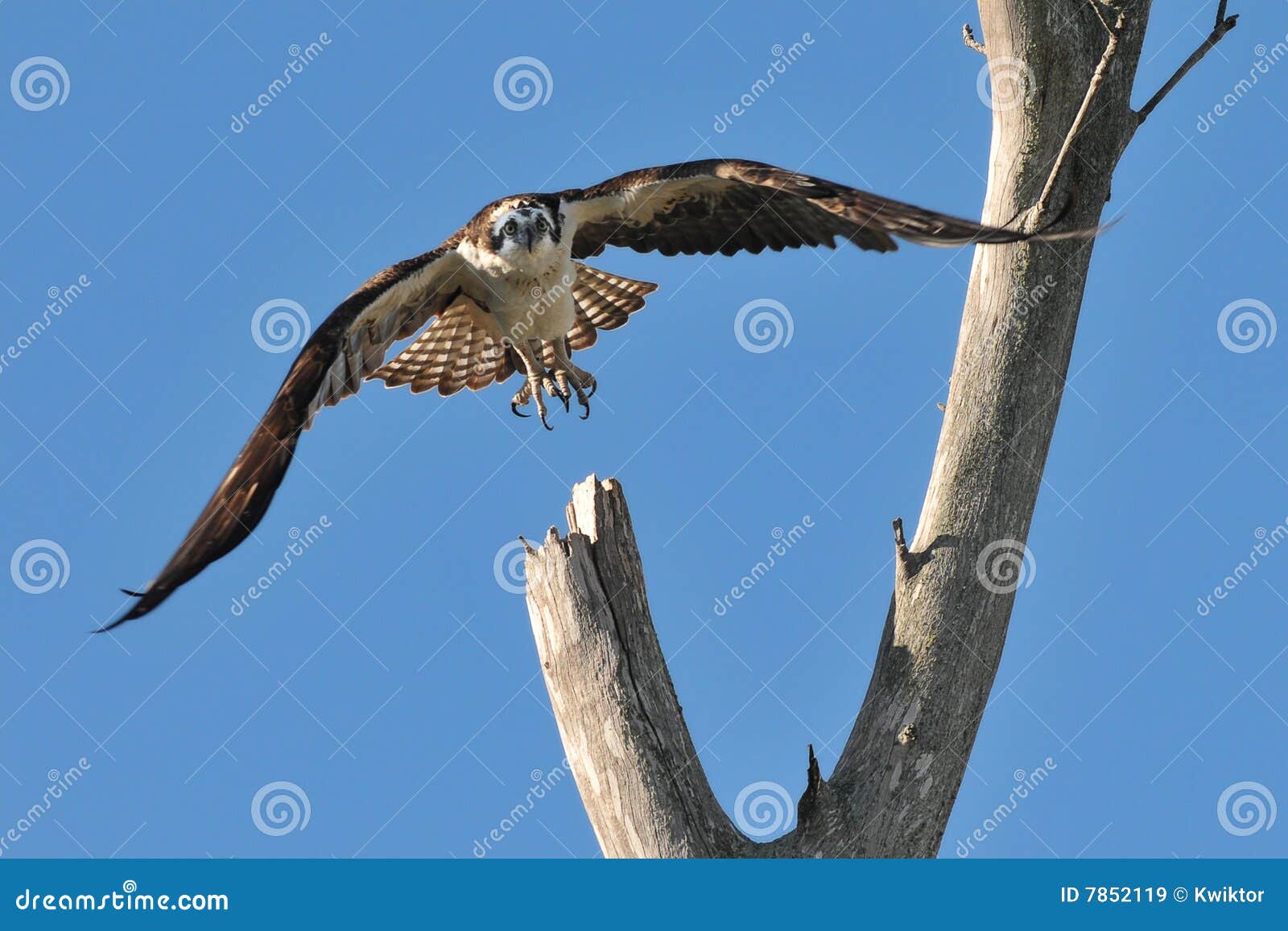 Osprey in flight stock image. Image of hawk, hunter, flight - 7852119