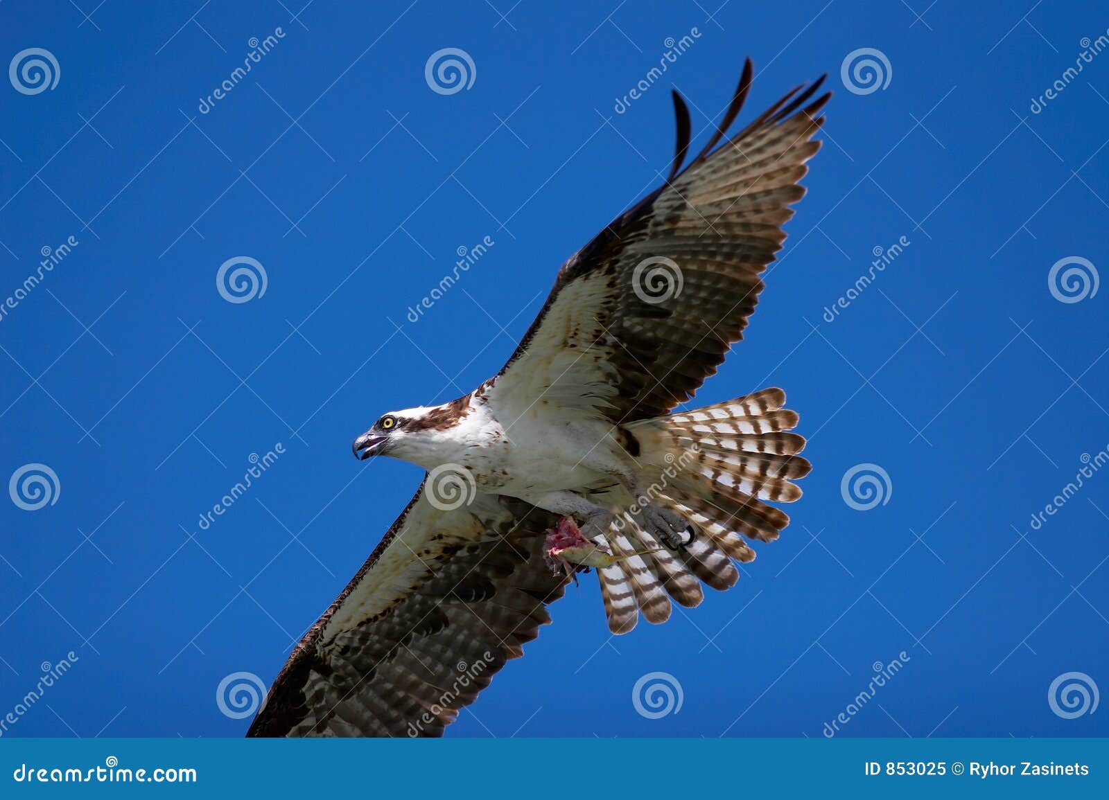 Osprey in flight stock image. Image of predator, prey, nails - 853025
