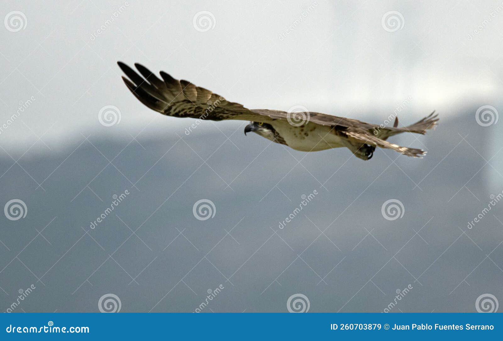 Osprey in flight stock image. Image of booted, claws - 260703879