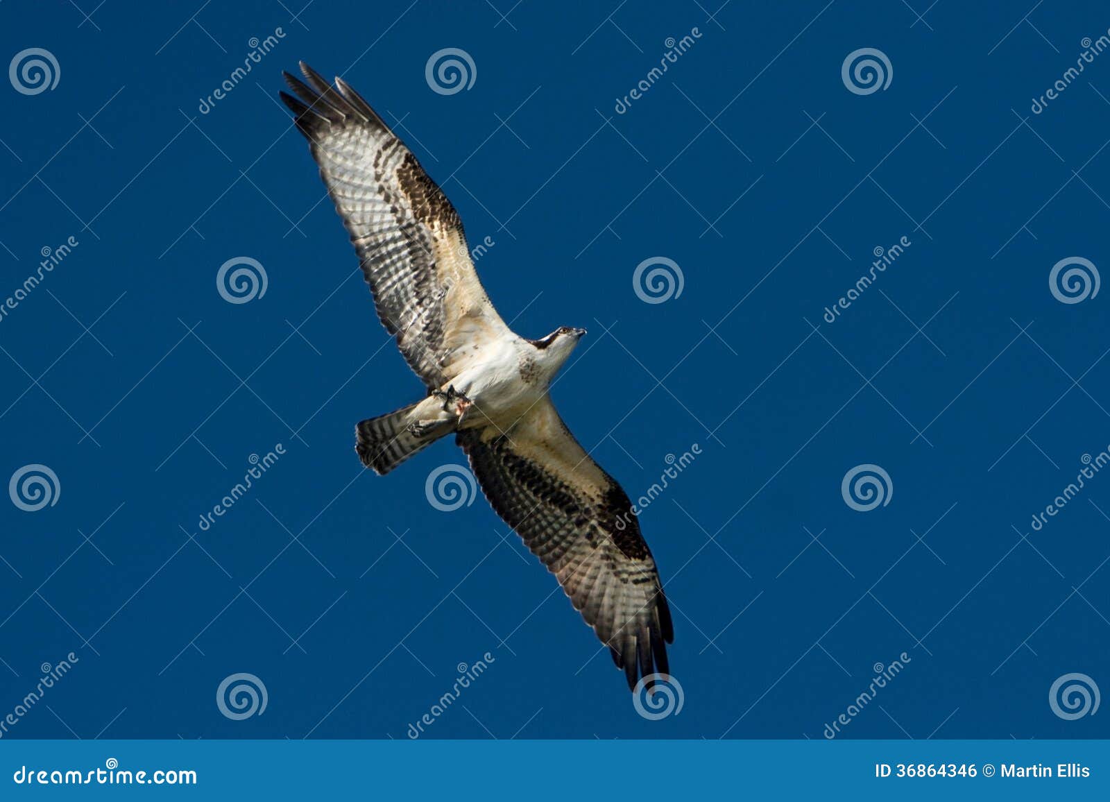 Osprey in Flight stock photo. Image of bird, hunt, change - 36864346