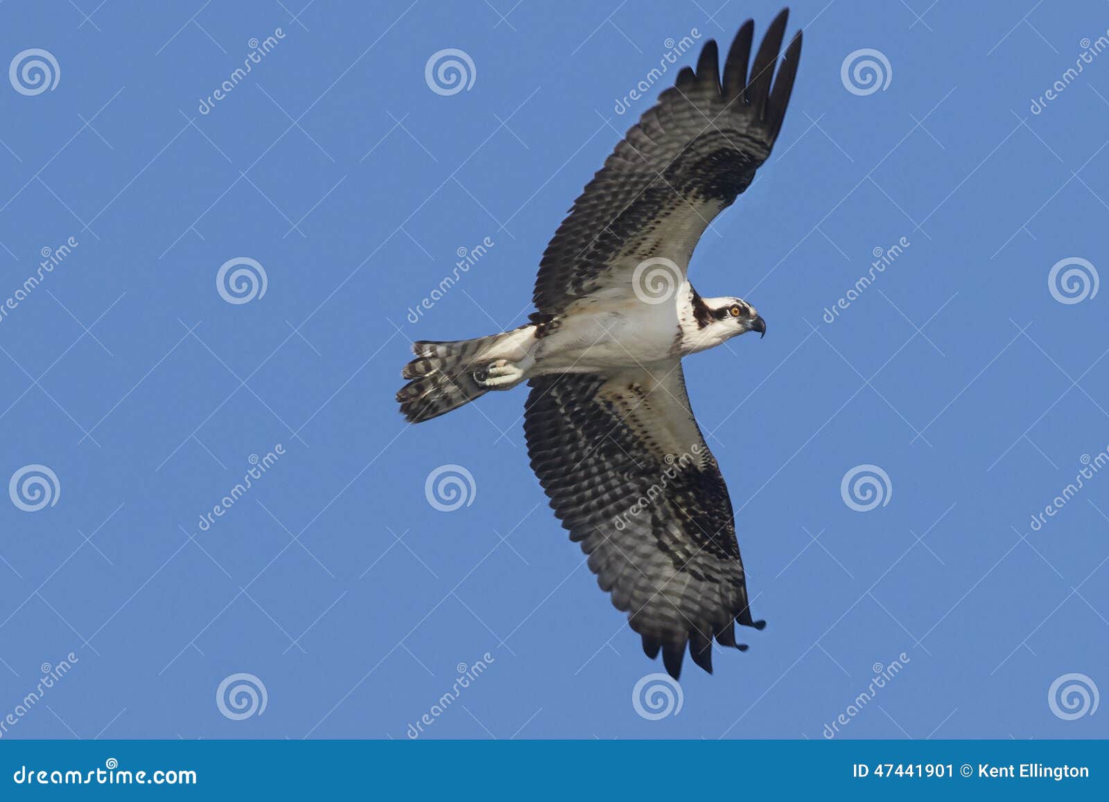 Osprey in Flight Against Blue Sky Stock Image - Image of bird, national ...