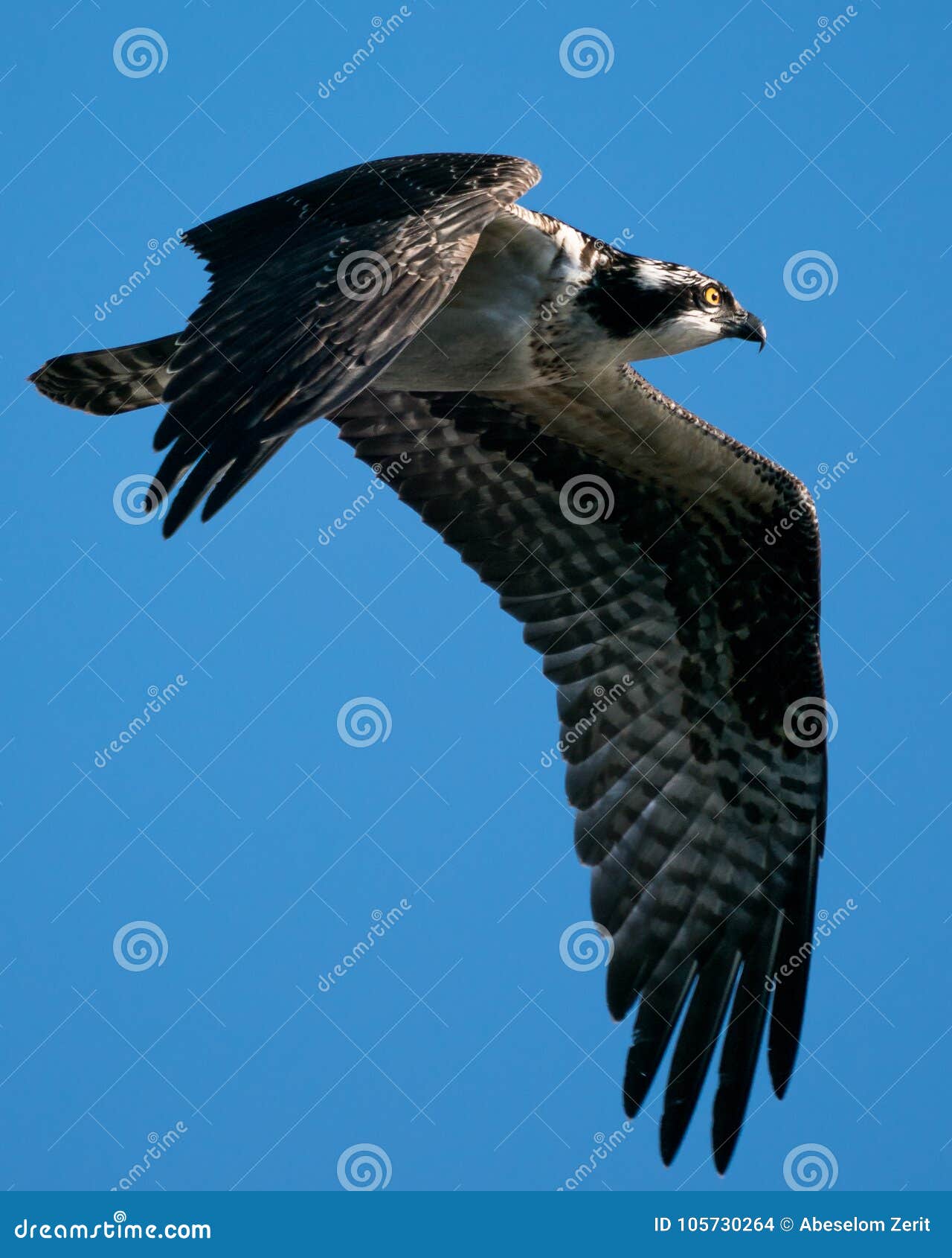 Osprey Flight II stock photo. Image of animal, raptor - 105730264