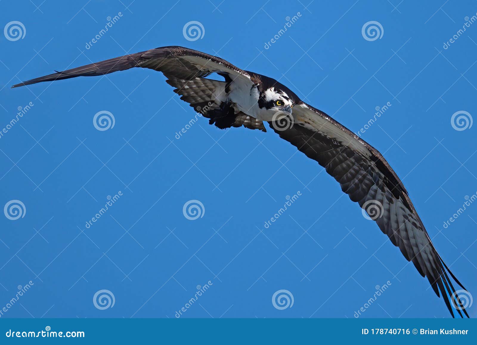 Osprey in Flight Against Blue Sky Stock Photo - Image of looking, chick ...