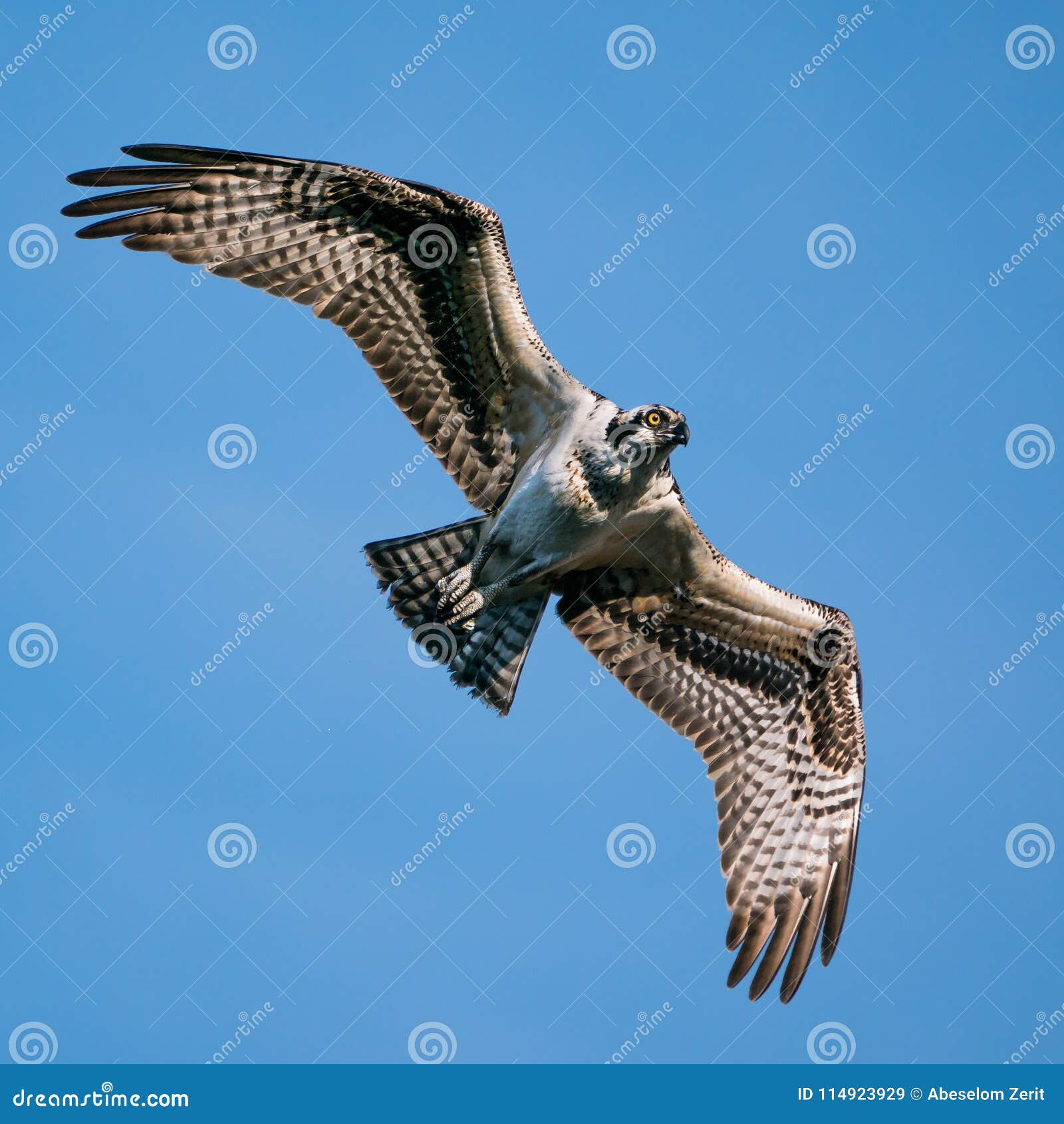 Osprey Flight V stock image. Image of osprey, fish, bird - 114923929