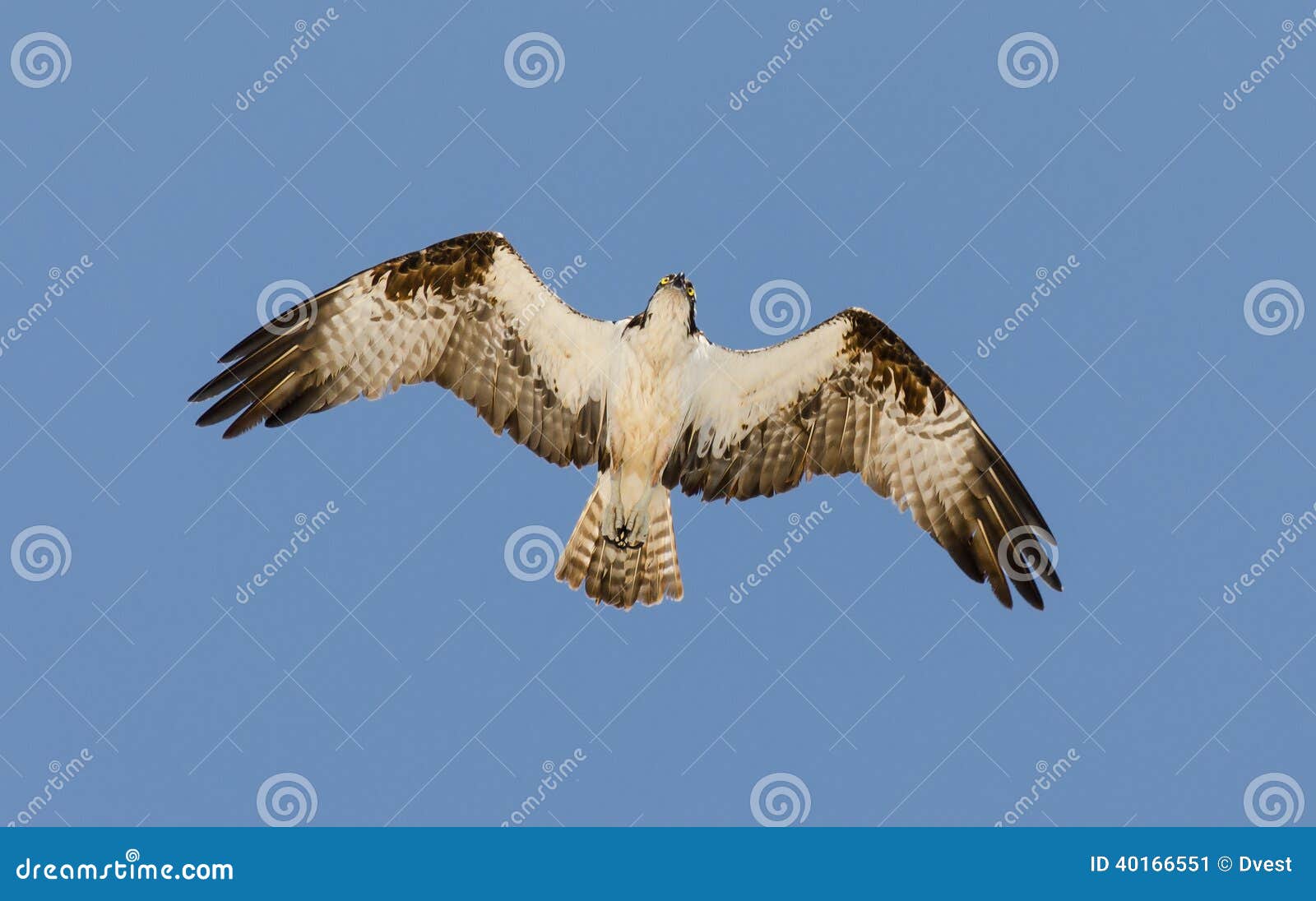 Osprey stock image. Image of bird, raptor, pandion, flight - 40166551