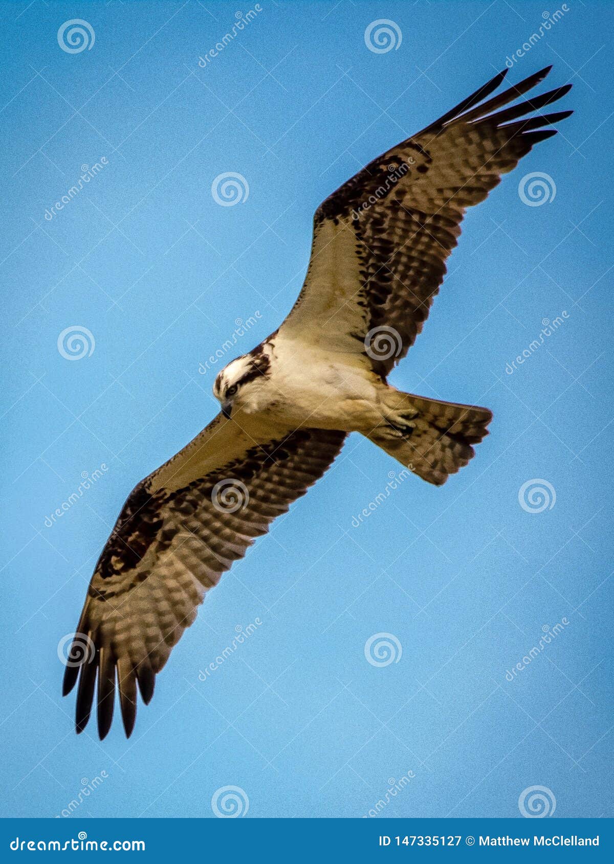 Osprey in flight stock image. Image of flight, hawk - 147335127
