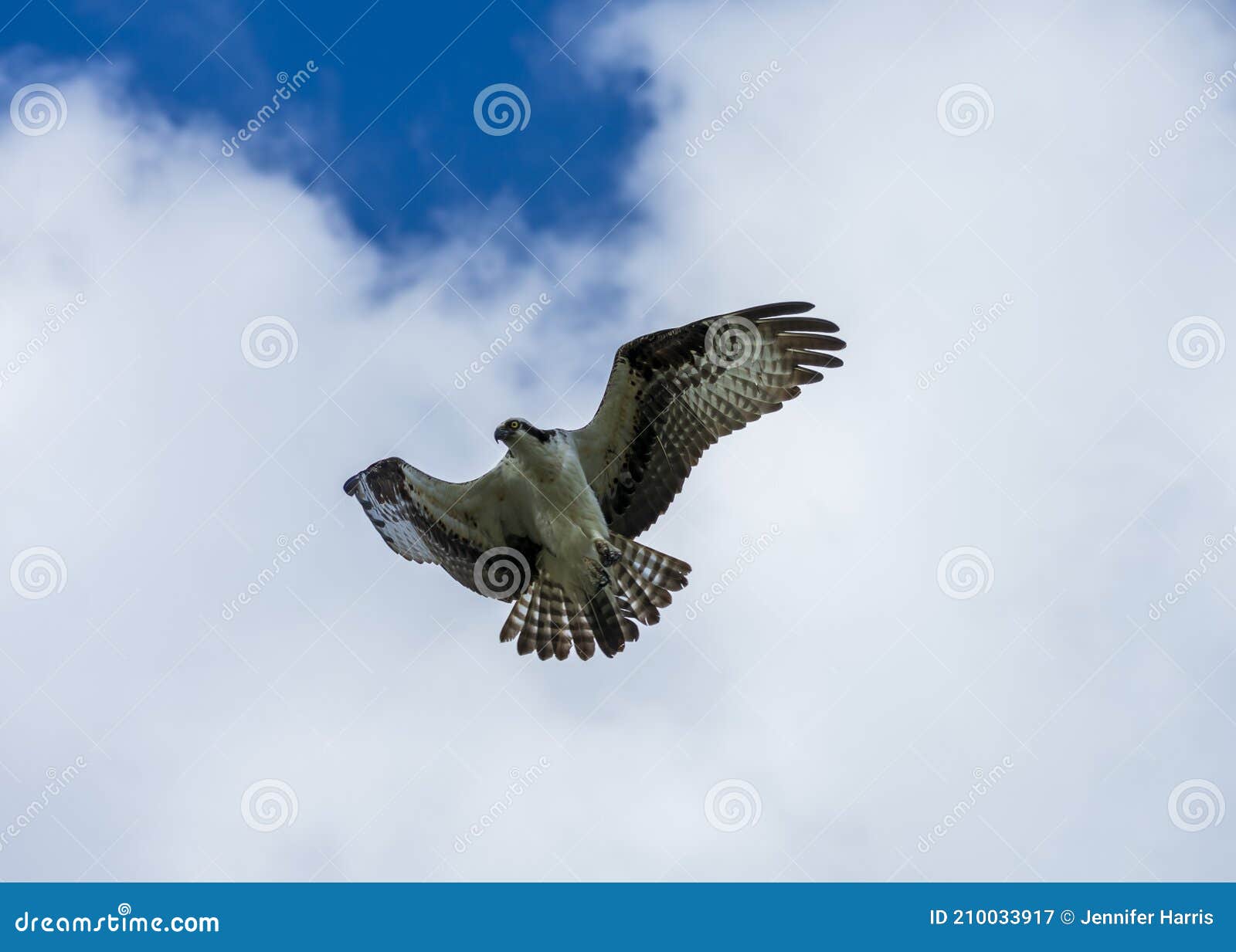 An Osprey in Flight stock image. Image of prey, reserve - 210033917