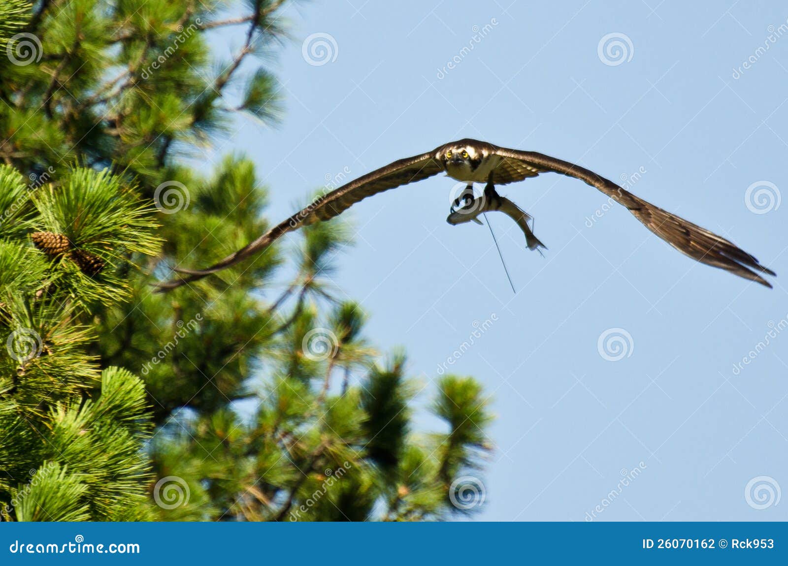 Osprey in Flight Carrying a Fish Stock Photo - Image of bird, wing ...