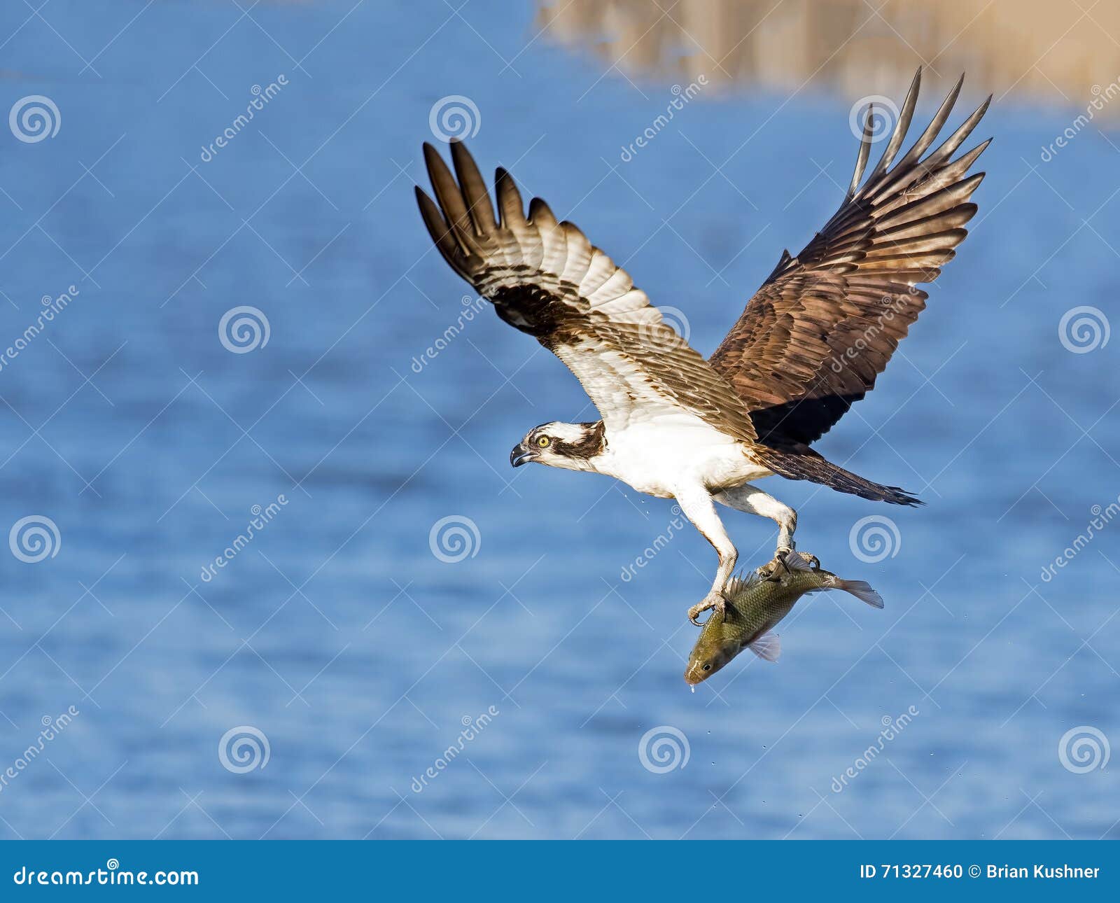 Osprey stock photo. Image of head, wingspan, bird, fish - 71327460
