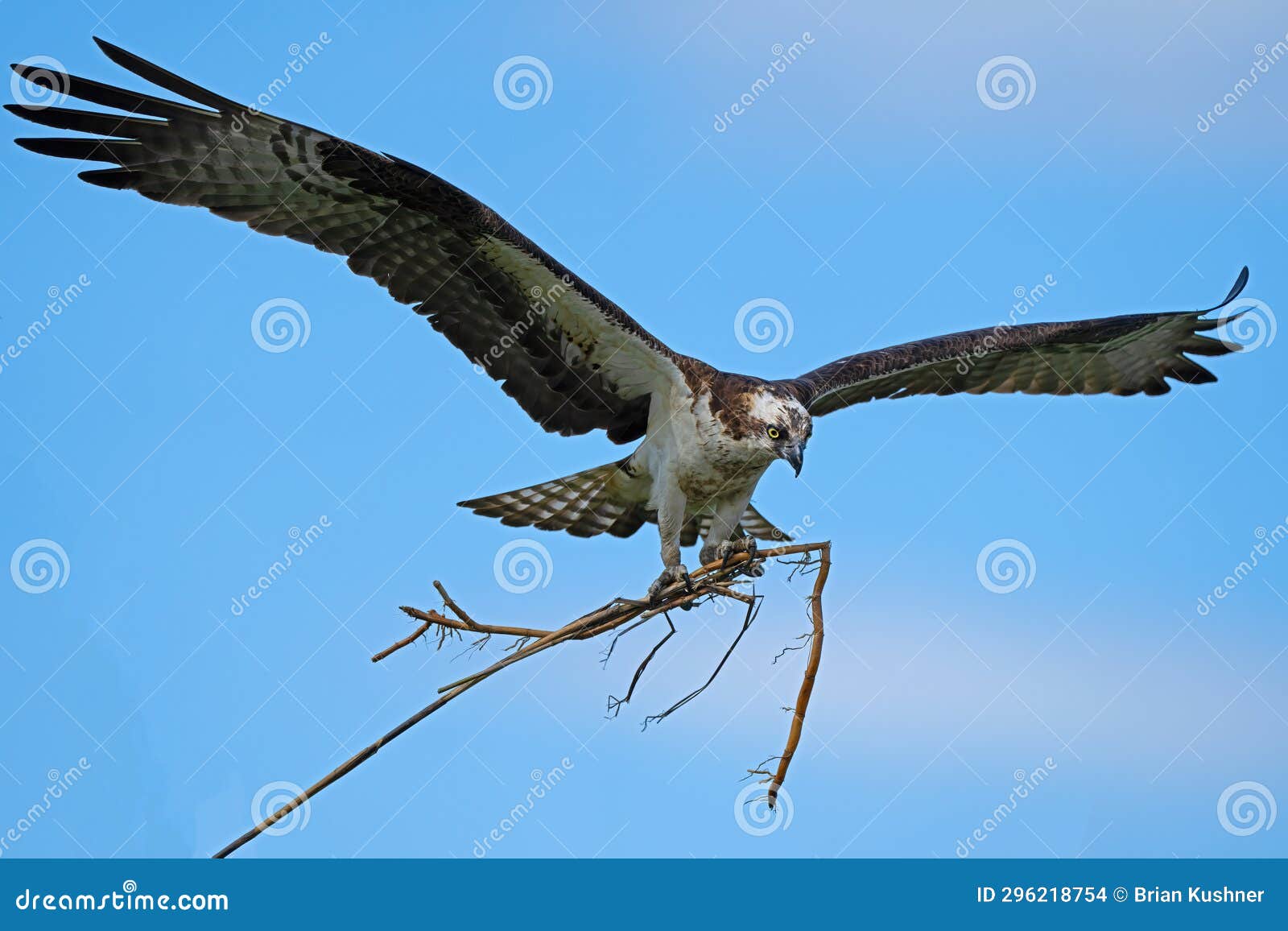 Osprey in Flight Carrying Nesting Materials Stock Photo - Image of ...