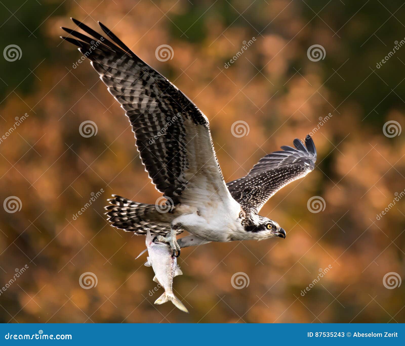 Osprey in Flight with Catch XII Stock Image - Image of rhode, tree ...