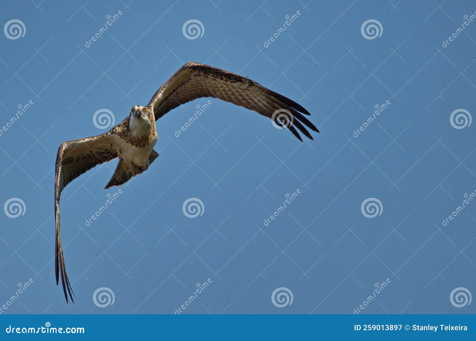 Osprey in Flight with a Fish Stock Image - Image of flight, wildlife ...