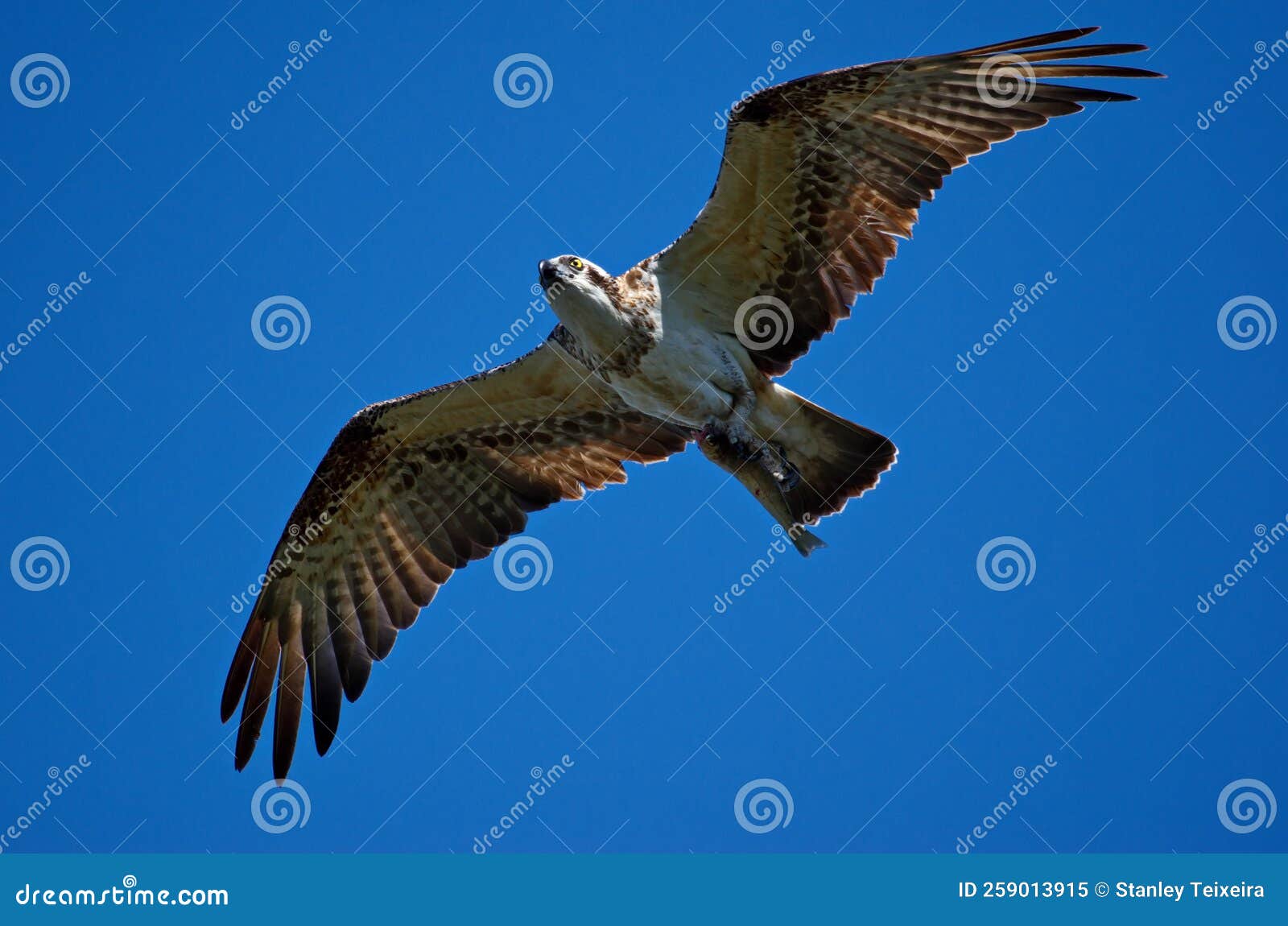 Osprey in Flight with a Fish Stock Image - Image of wildlife, branch ...