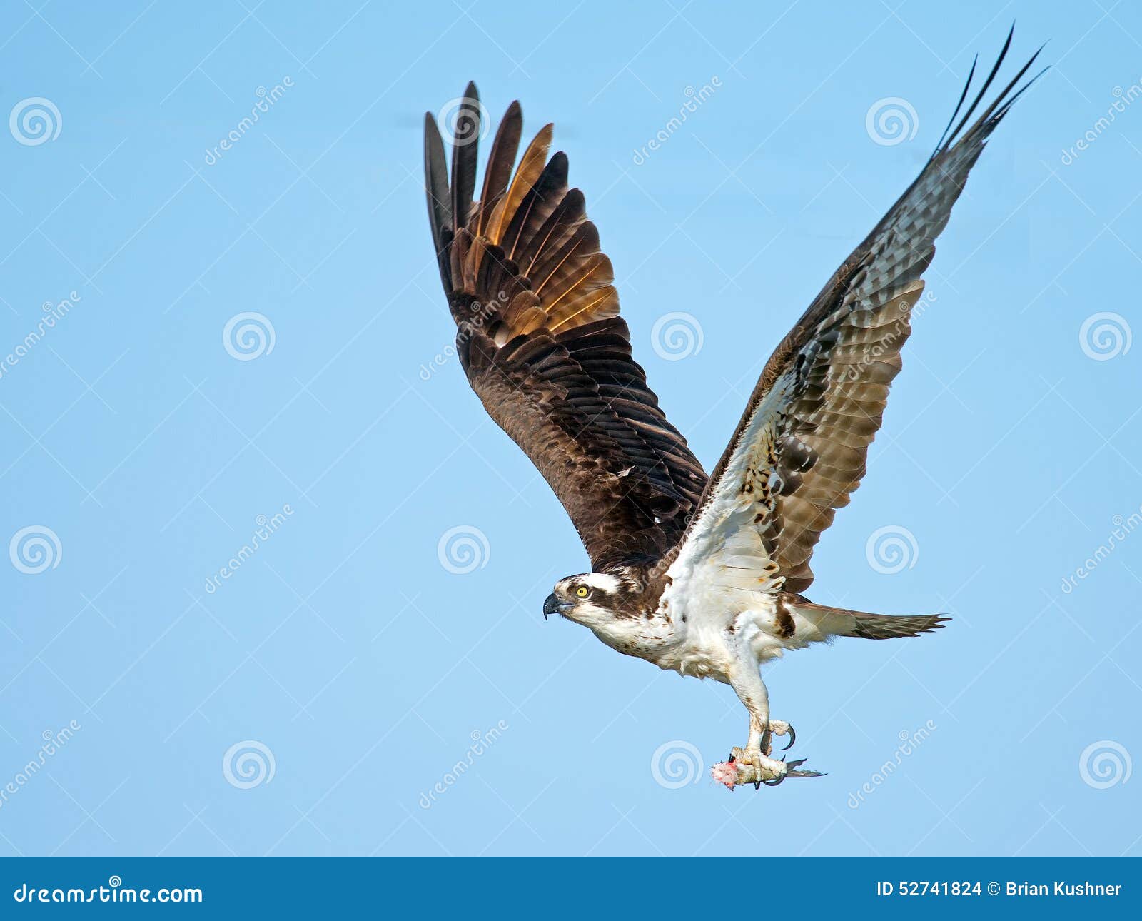 Osprey in Flight with Fish stock photo. Image of bird - 52741824