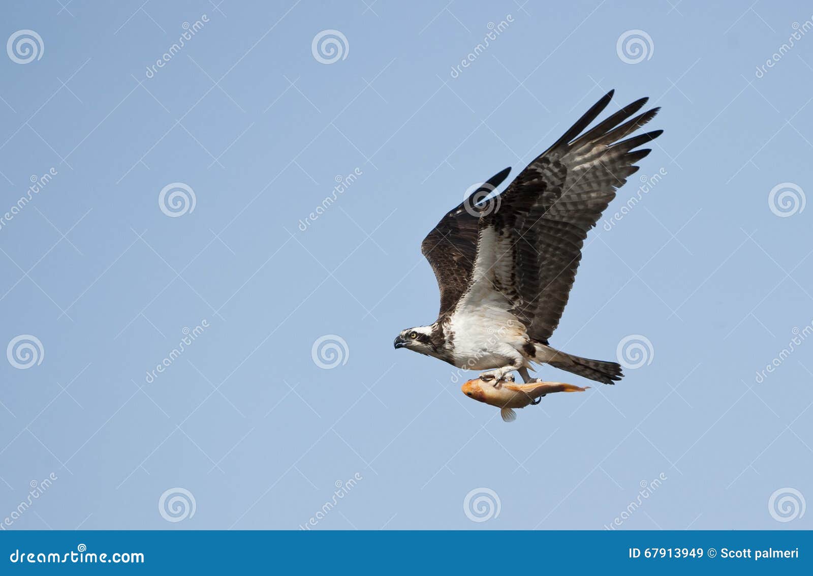 Osprey in flight with fish stock image. Image of flight - 67913949