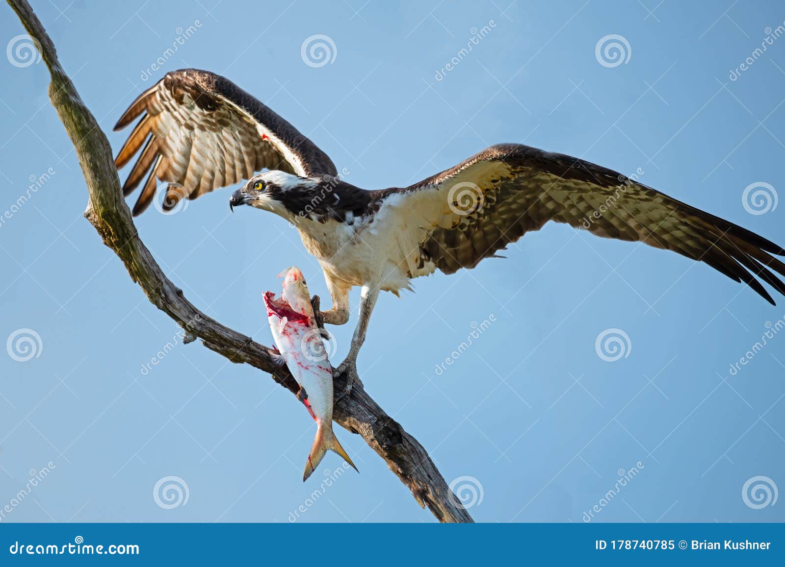 Osprey in Flight with Fish stock image. Image of color - 178740785