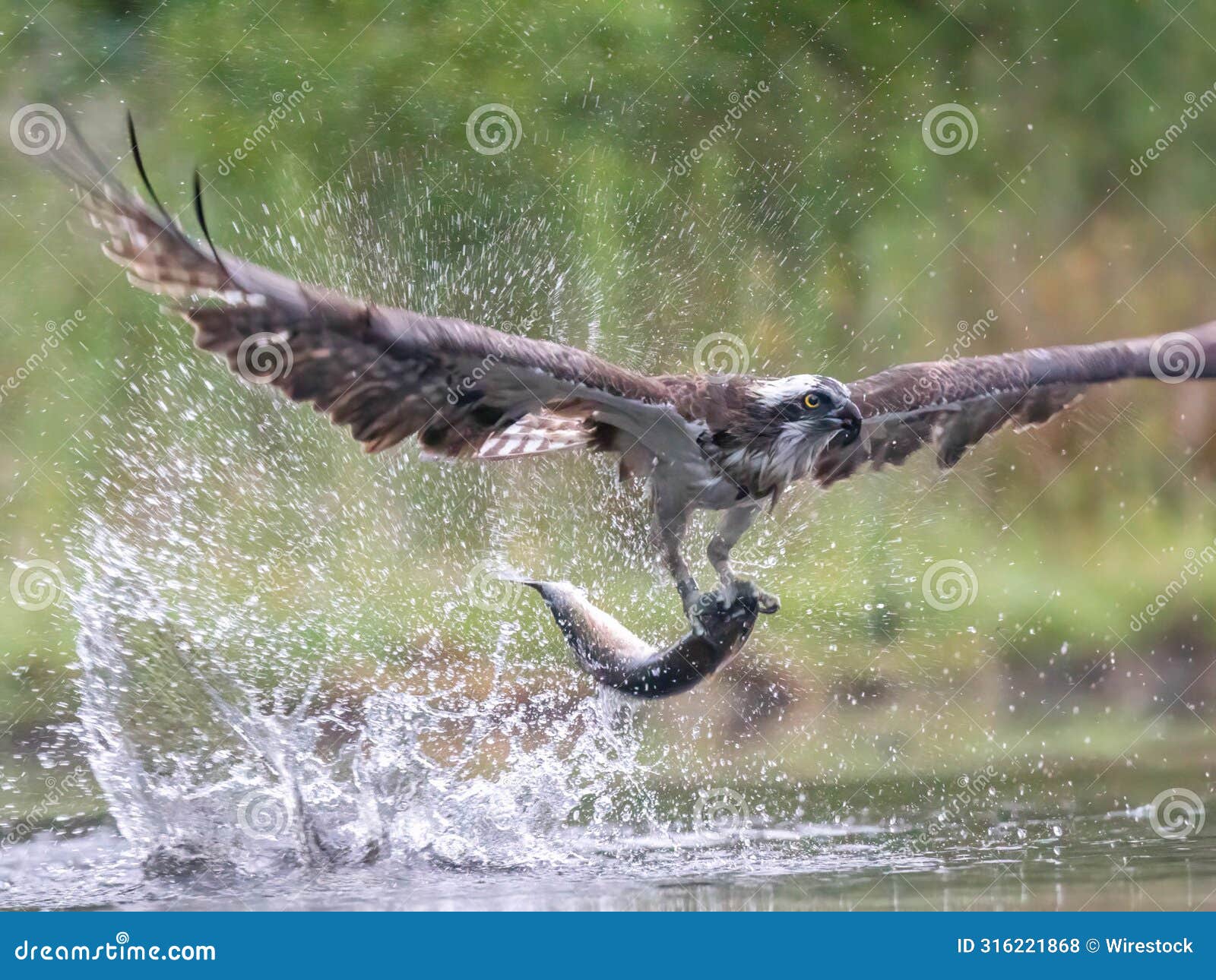 Osprey in Flight with a Fish Over Water. Stock Photo - Image of aquatic ...