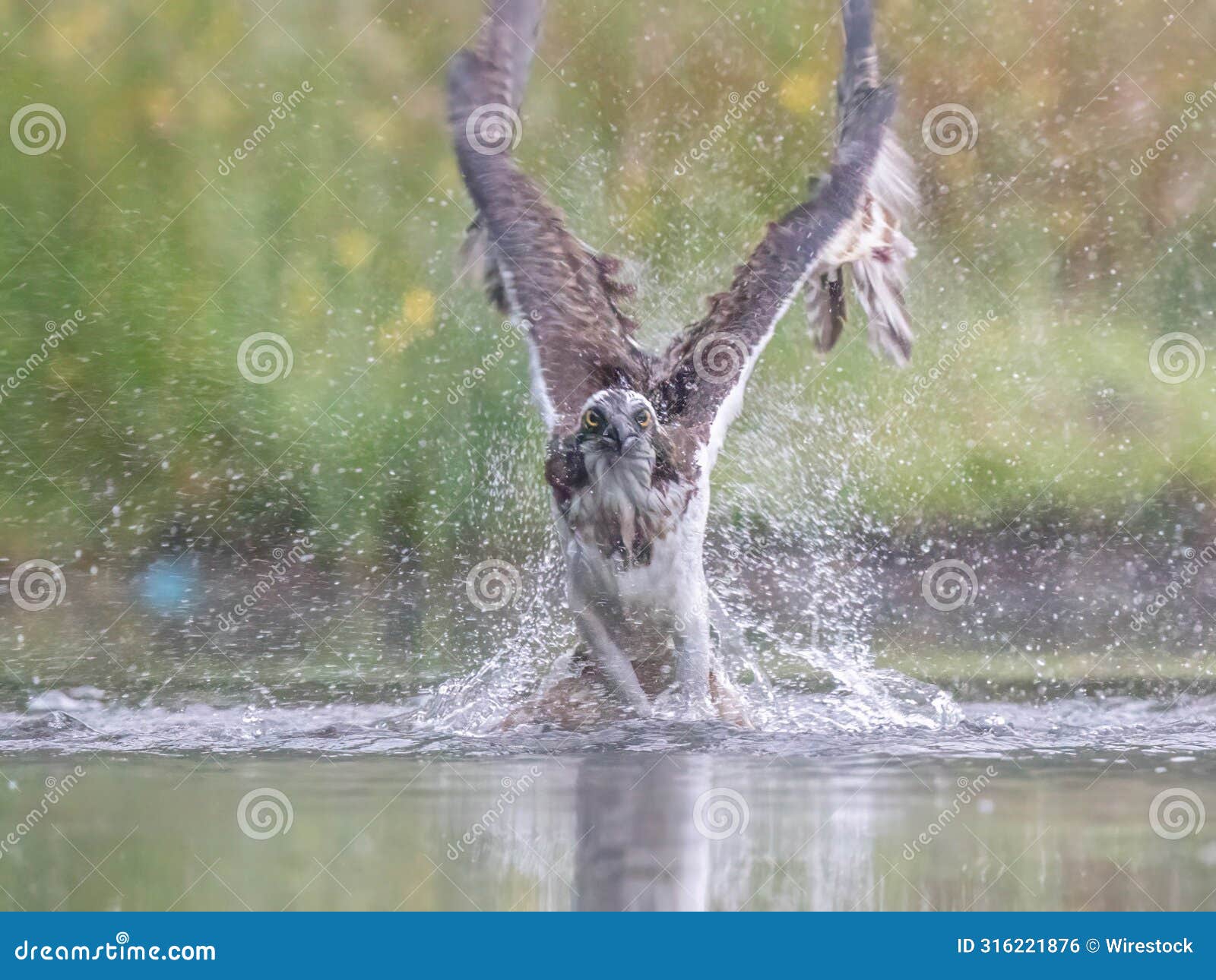 Osprey in Flight with a Fish Over Water. Stock Photo - Image of ...