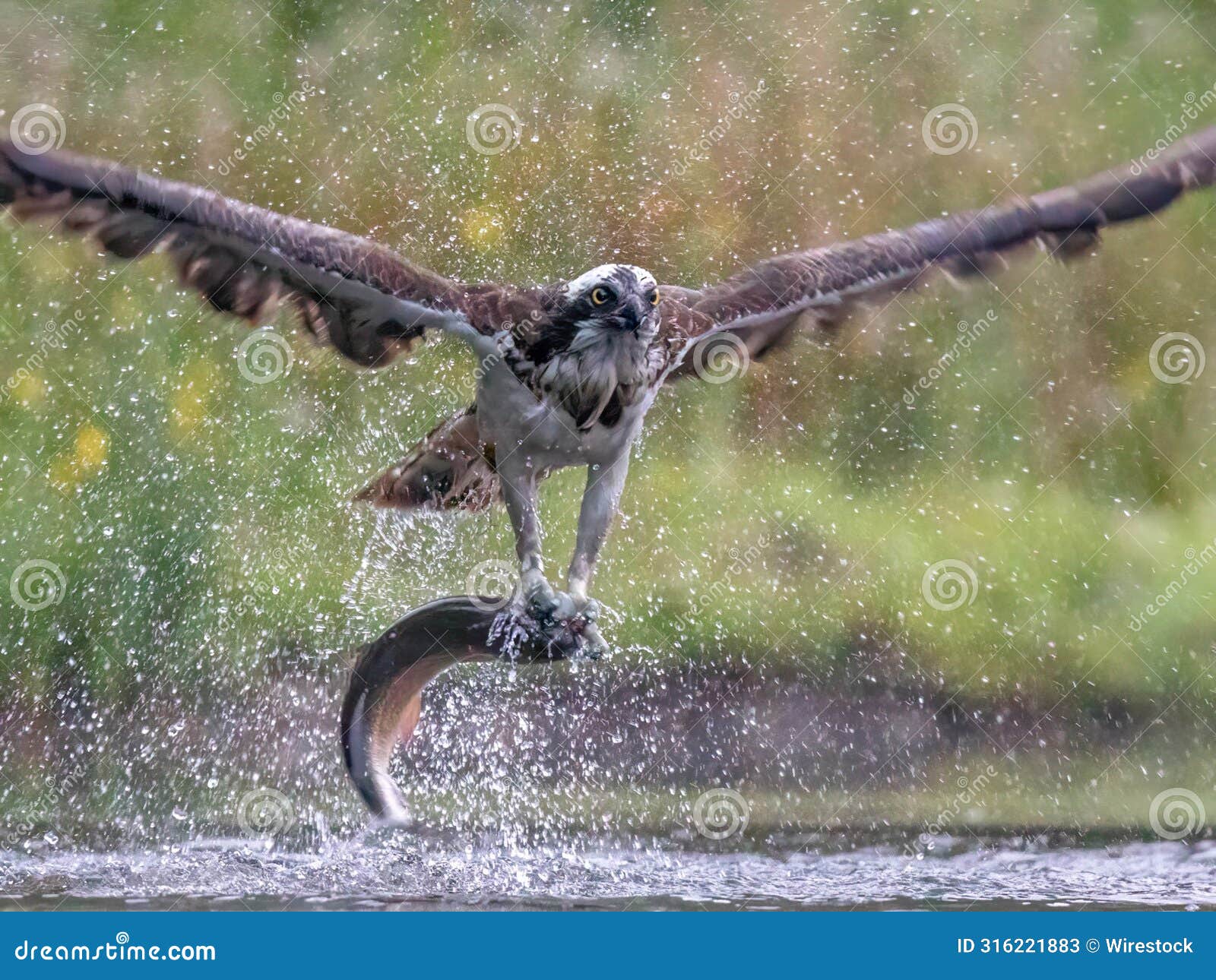 Osprey in Flight with a Fish Over Water. Stock Image - Image of feeding ...