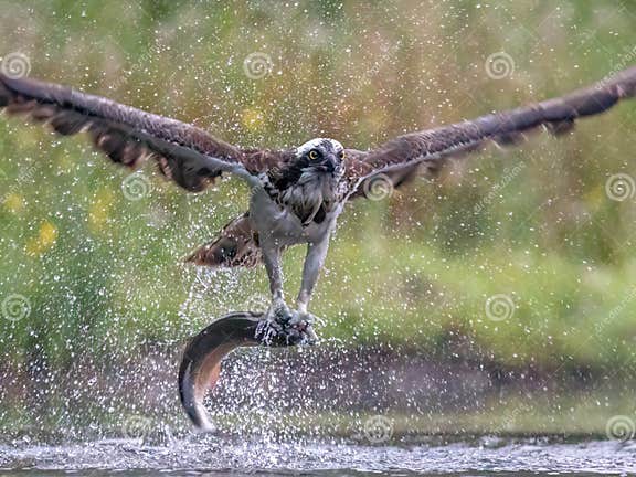 Osprey in Flight with a Fish Over Water. Stock Image - Image of feeding ...