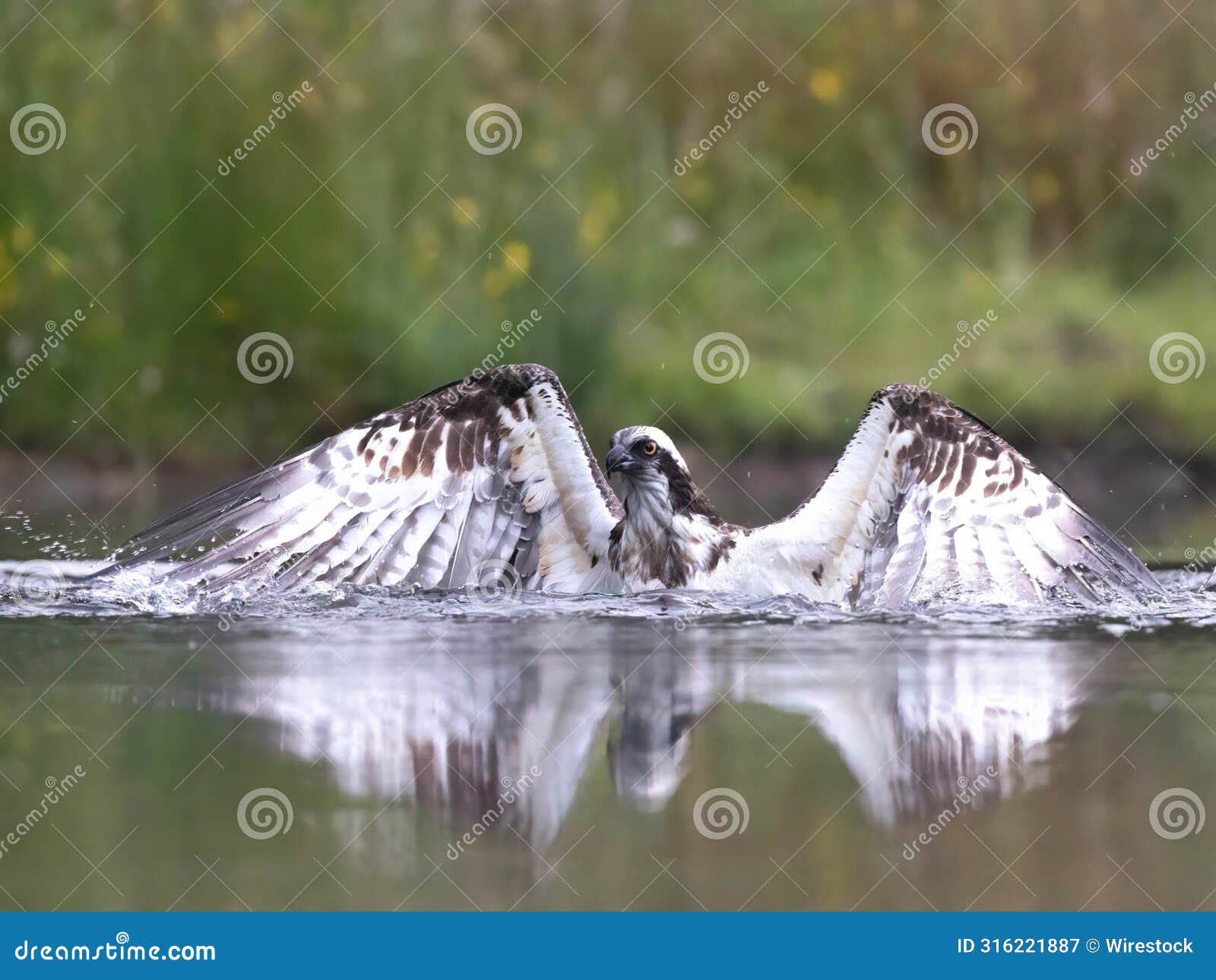 Osprey in Flight with a Fish Over Water. Stock Image - Image of soaring ...