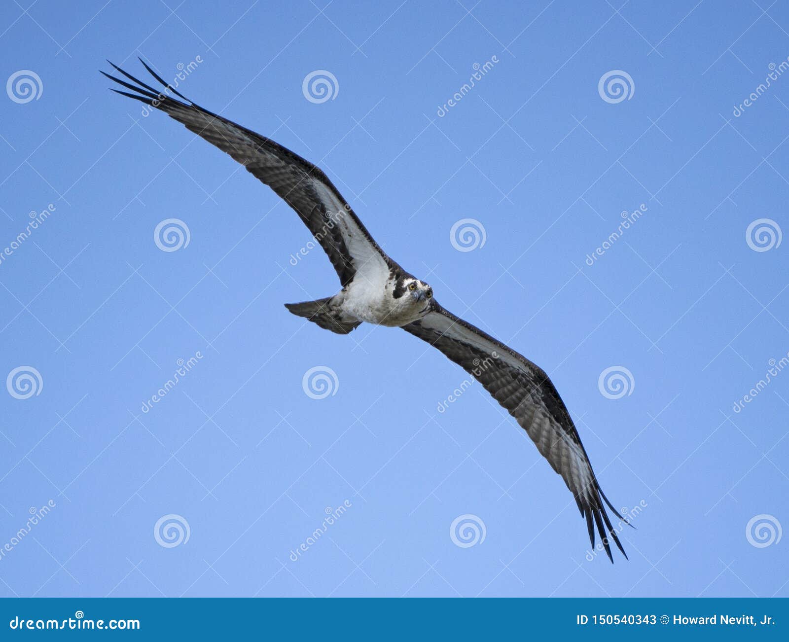 Osprey in Flight stock image. Image of overhead, spread - 150540343
