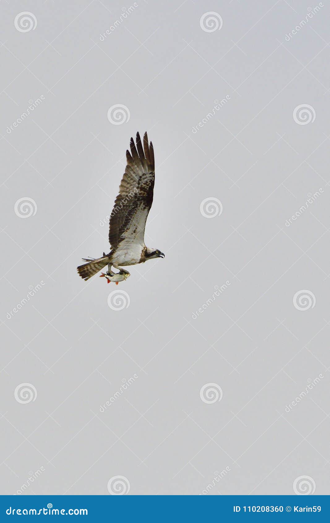 Osprey in Flight when Hunting Stock Photo - Image of hunting, prey ...