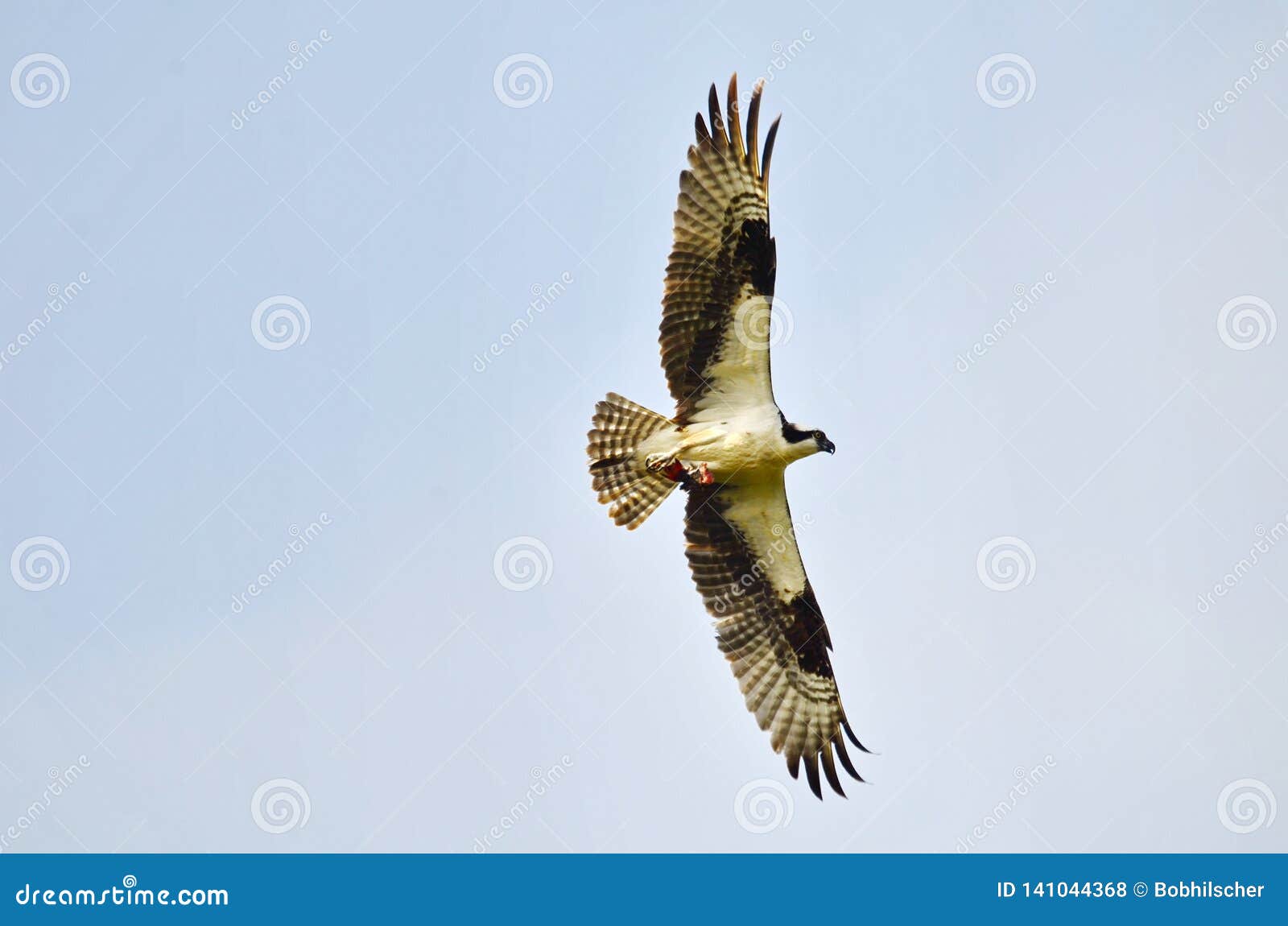 Osprey in flight stock photo. Image of organism, body - 141044368