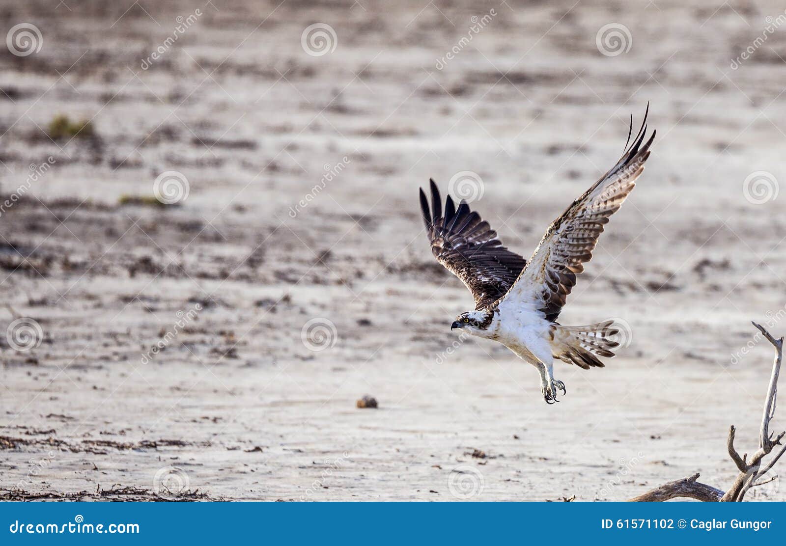 Osprey in Flight stock photo. Image of ornithology, osprey - 61571102