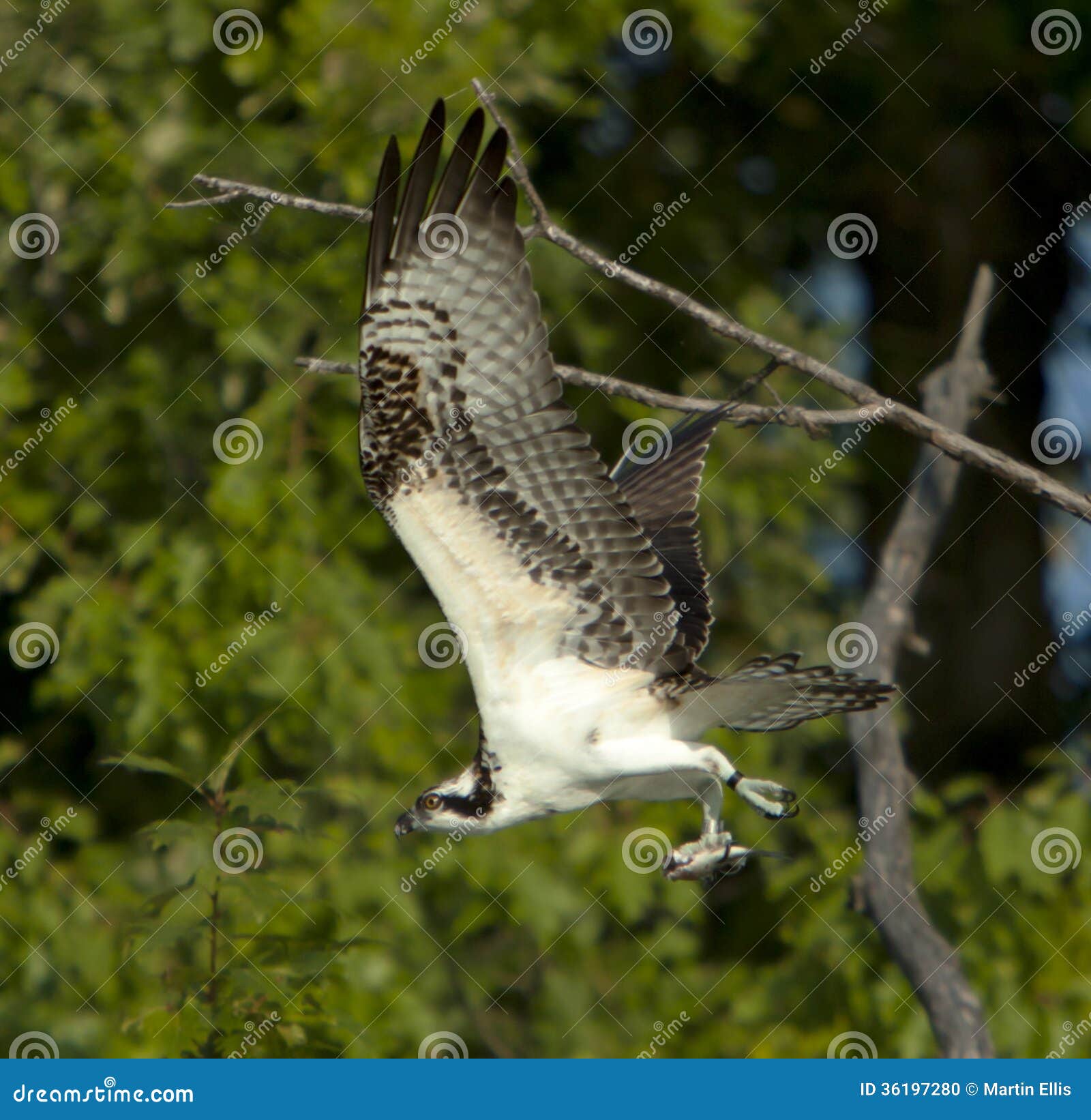 Osprey in Flight with Prey stock photo. Image of change - 36197280