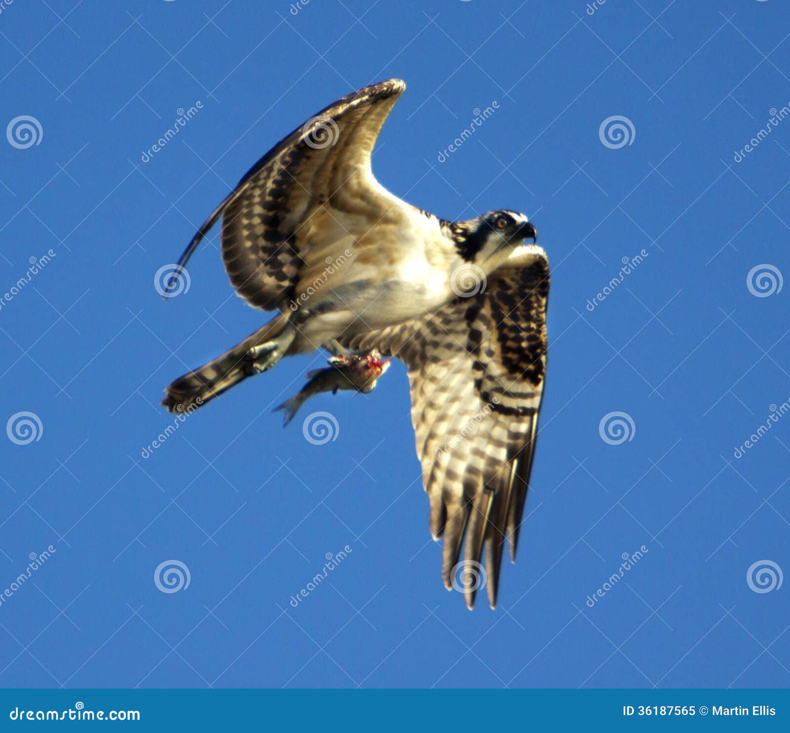 Osprey in Flight with Prey stock image. Image of hawk - 36187565