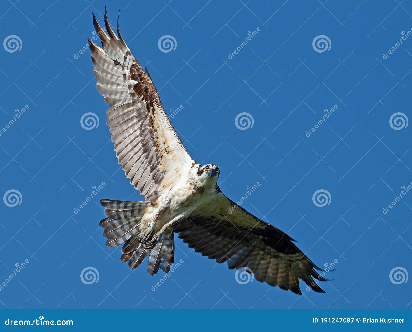 Osprey in Flight Starring at Camera Stock Image - Image of osprey ...