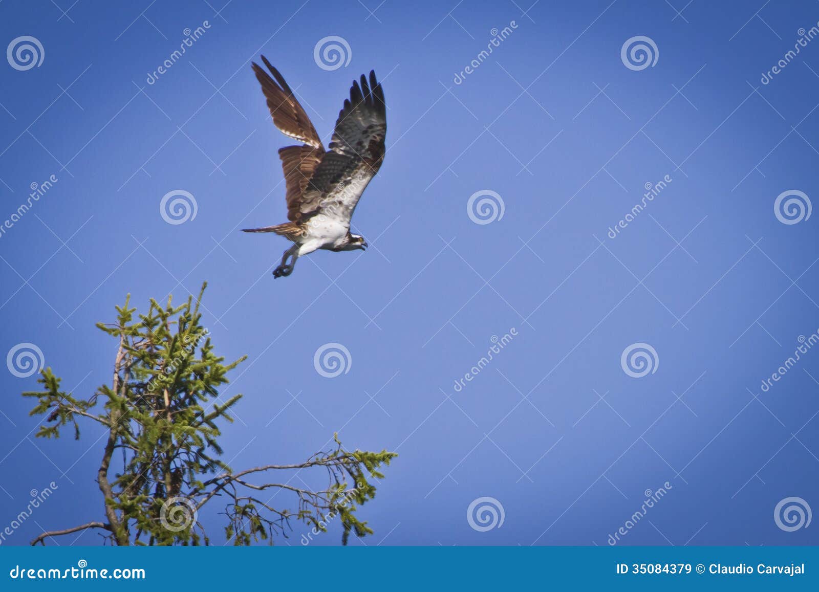 Osprey in flight stock image. Image of osprey, wild, eagle - 35084379