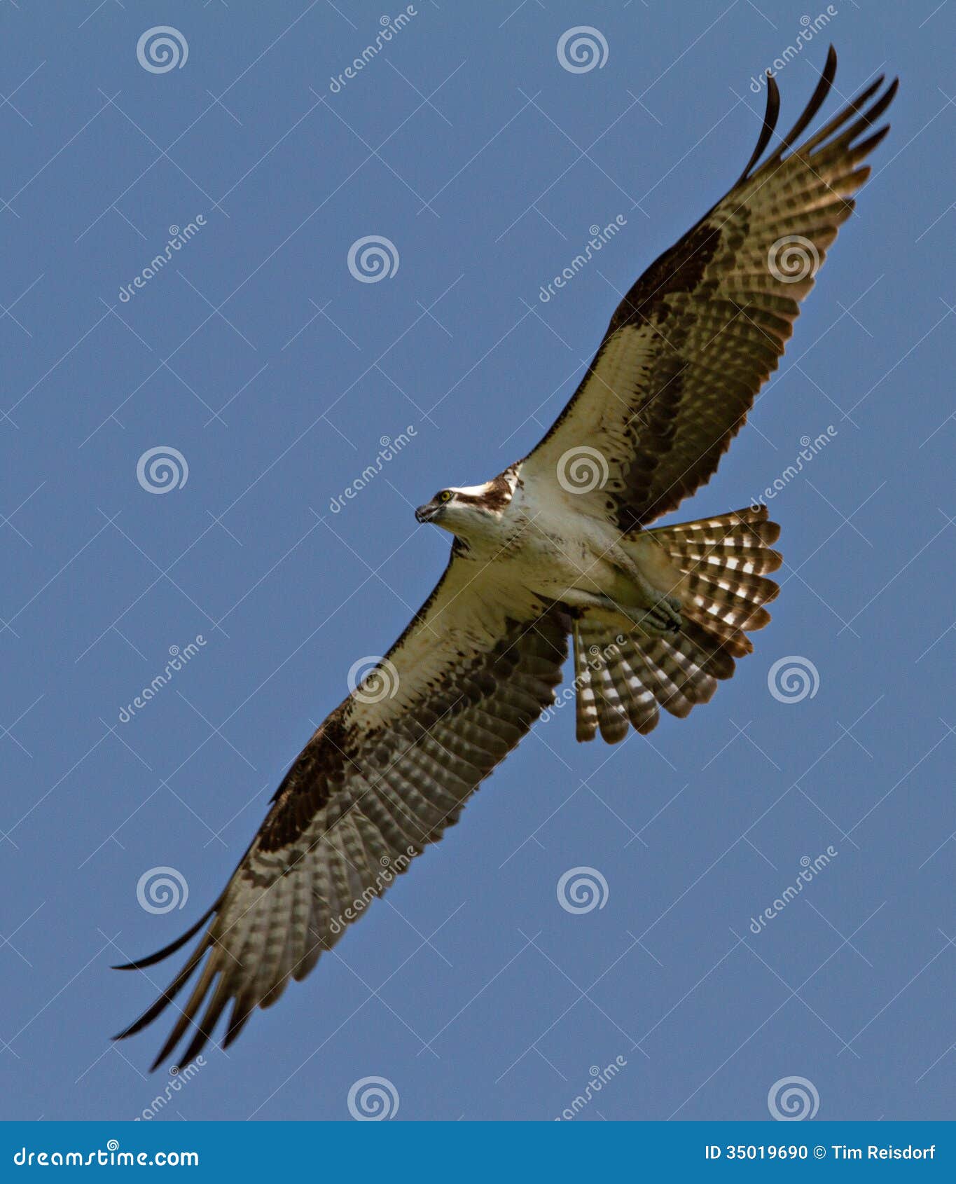 Osprey in Flight stock photo. Image of flight, freedom - 35019690