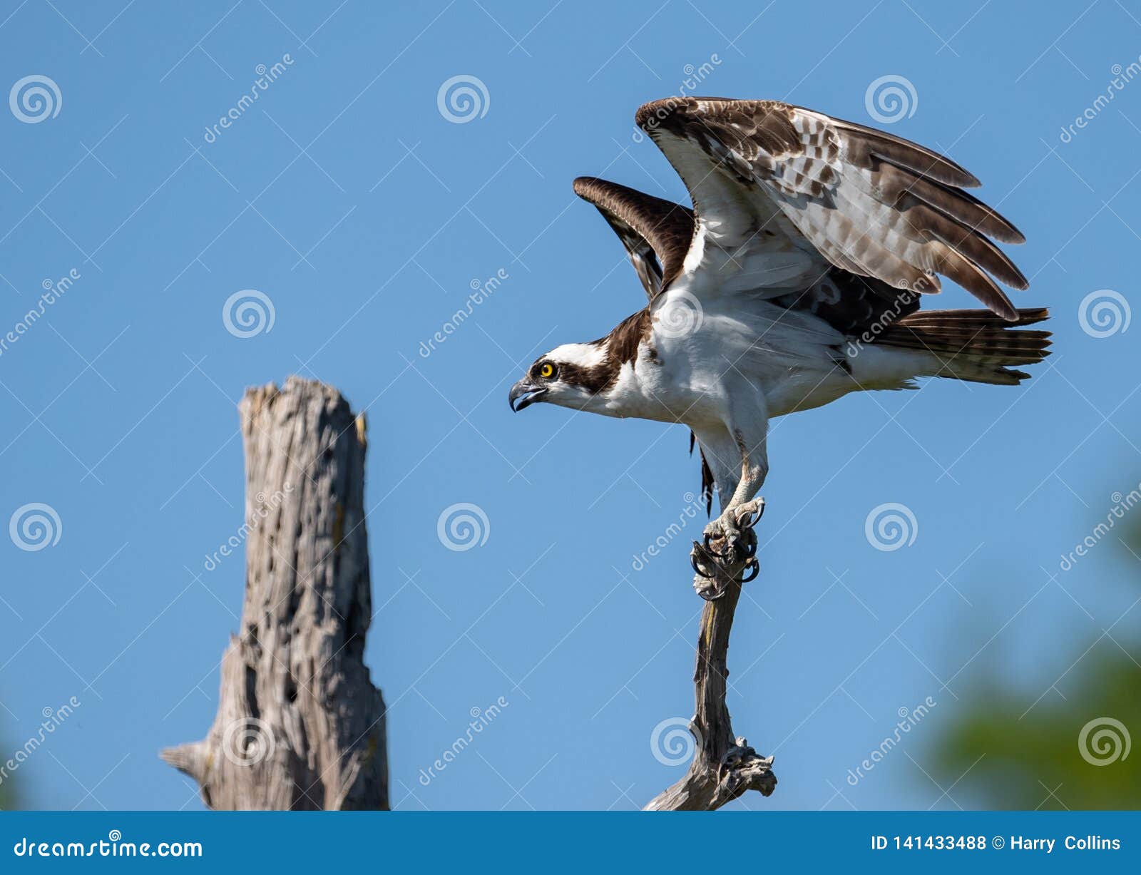 Osprey in Florida stock photo. Image of fish, national - 141433488
