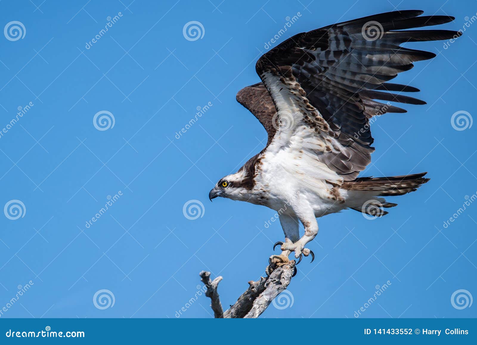 Osprey in Florida stock photo. Image of fishing, cute - 141433552